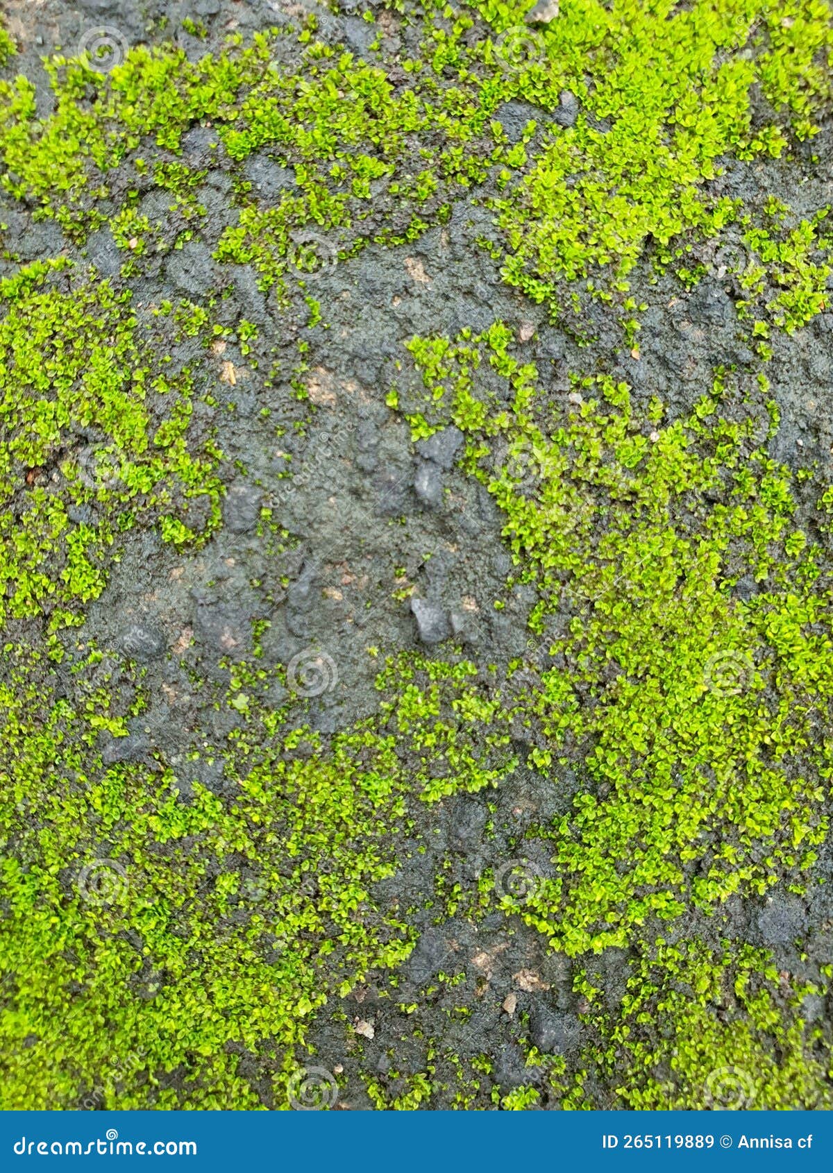 Moss that Grows Spread Over the Rocky Ground Stock Image - Image of ...