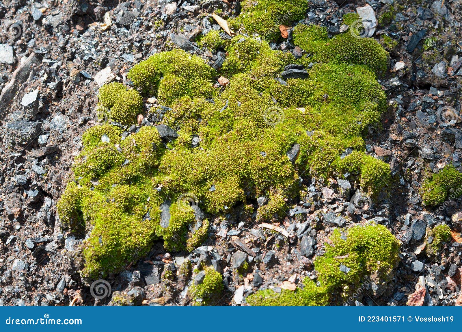 Moss Grows on the Sunny Side of the Mountain. Stock Image - Image of ...