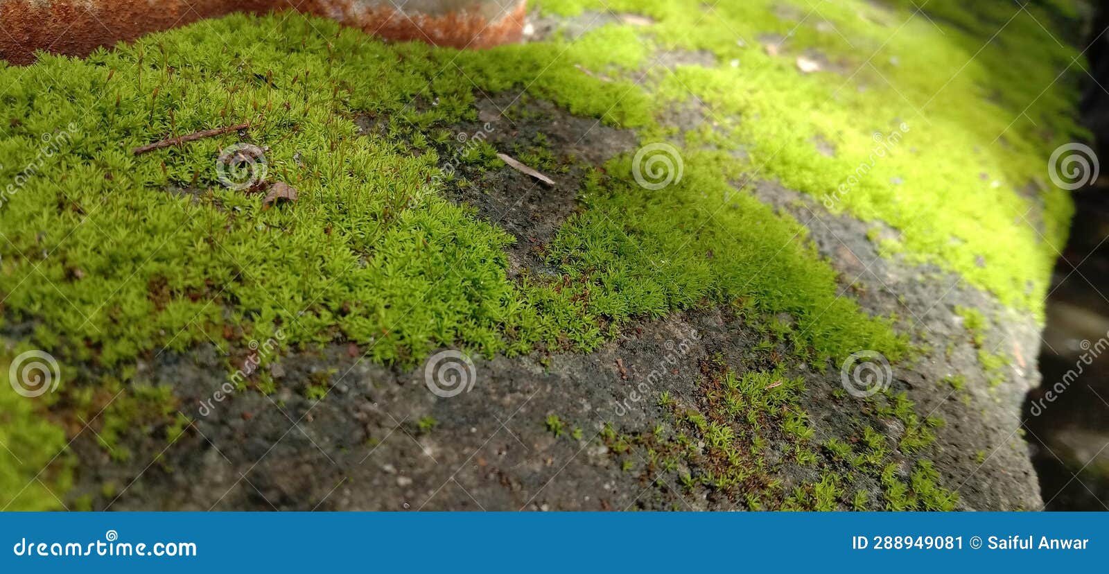 The Moss that Grows on the Top of the Very Damp Wall is Green and Looks ...