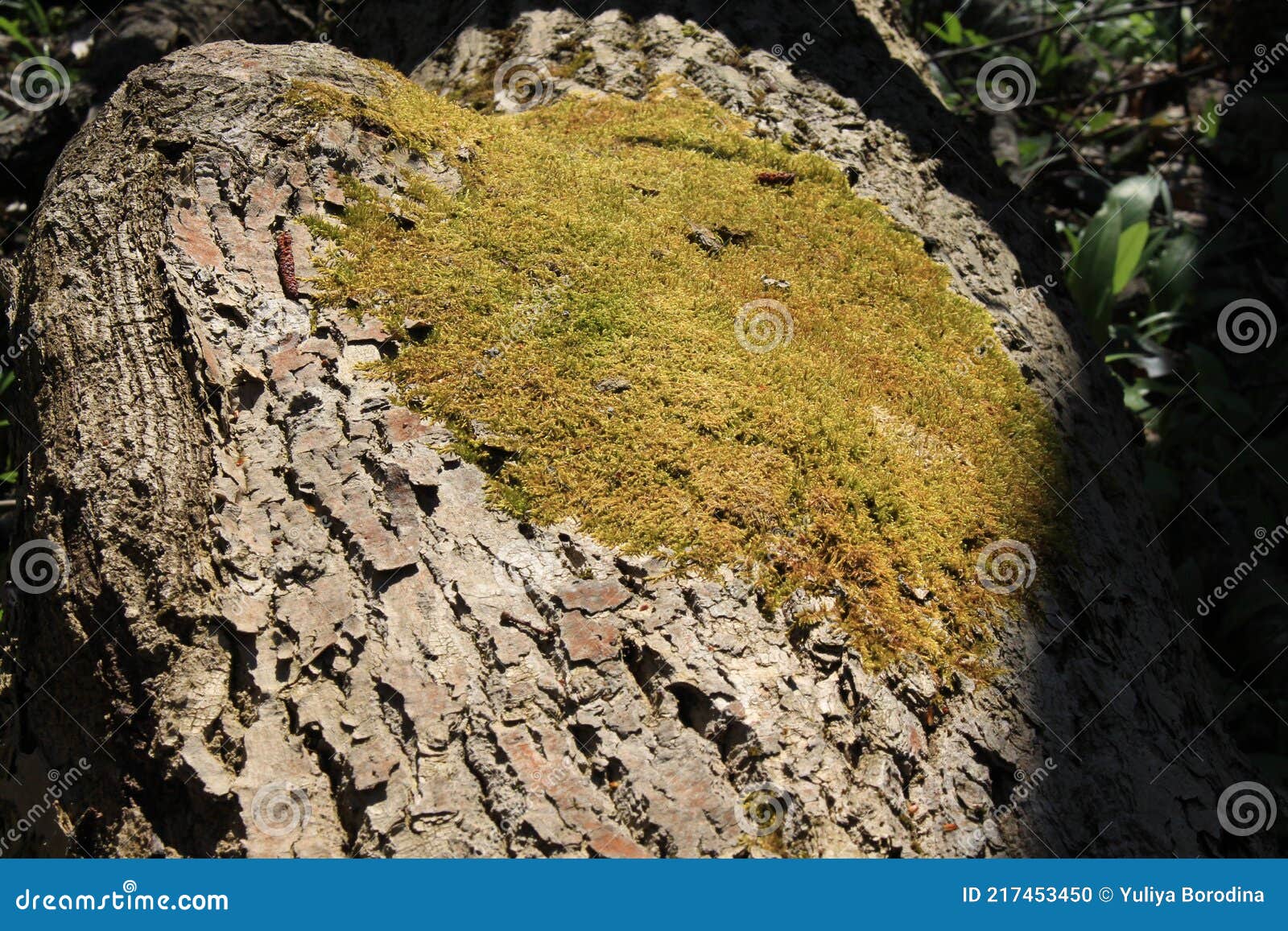 Moss grows on a tree trunk stock photo. Image of trunk - 217453450