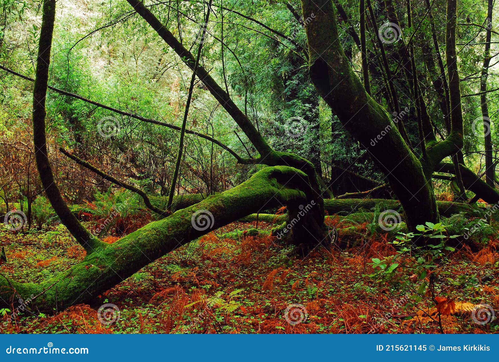 Twisted And Gnarled Australian Native Trees Stock Image | CartoonDealer ...