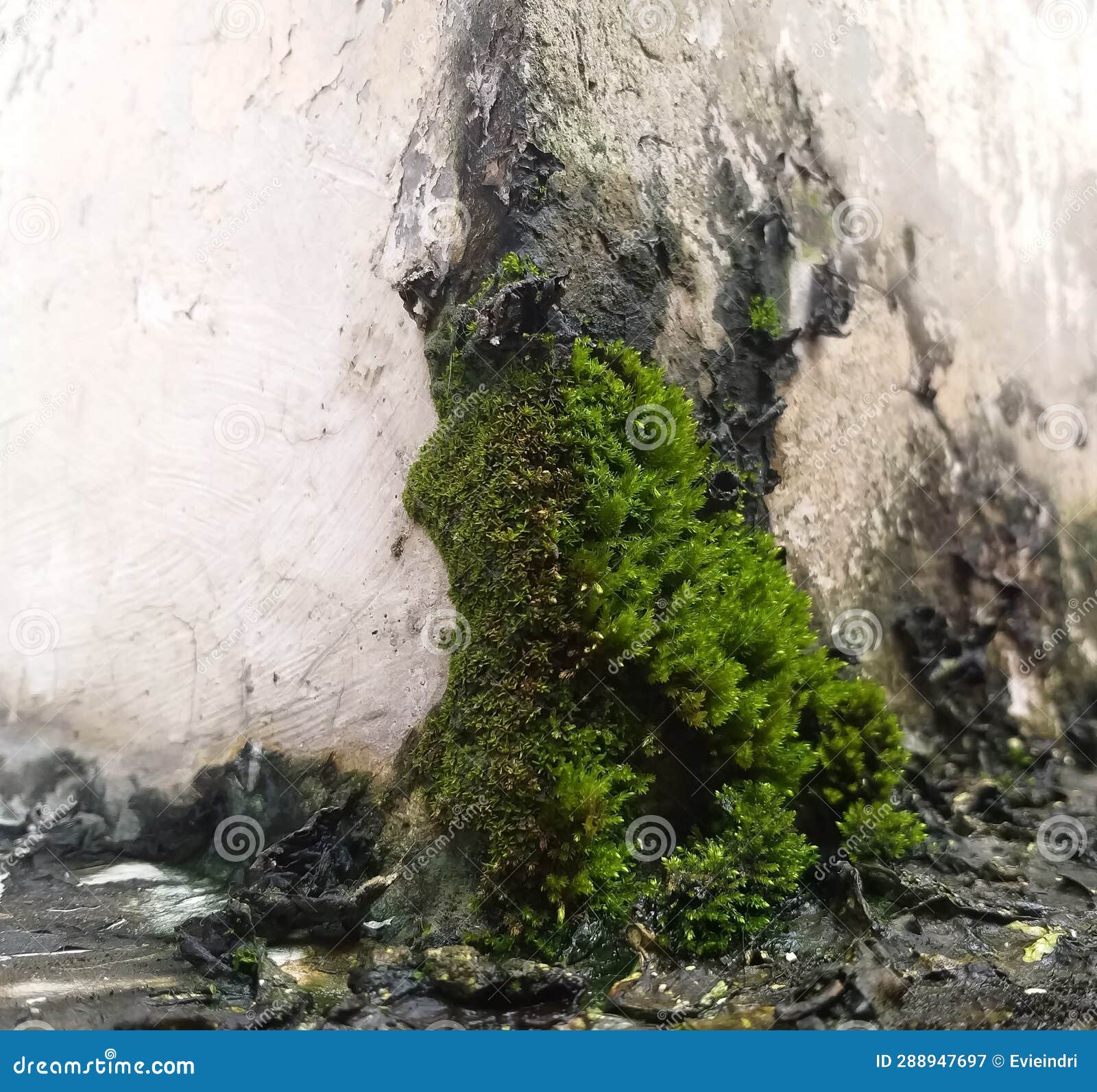 Moss Grows on White Damp Wall of Building Stock Image - Image of wall ...