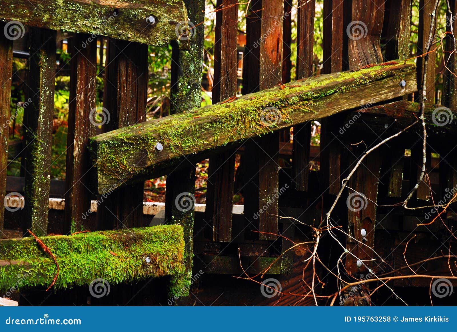 Moss Grows on a Wooden Bridge during a Storm in a Temperate Rain Forest ...