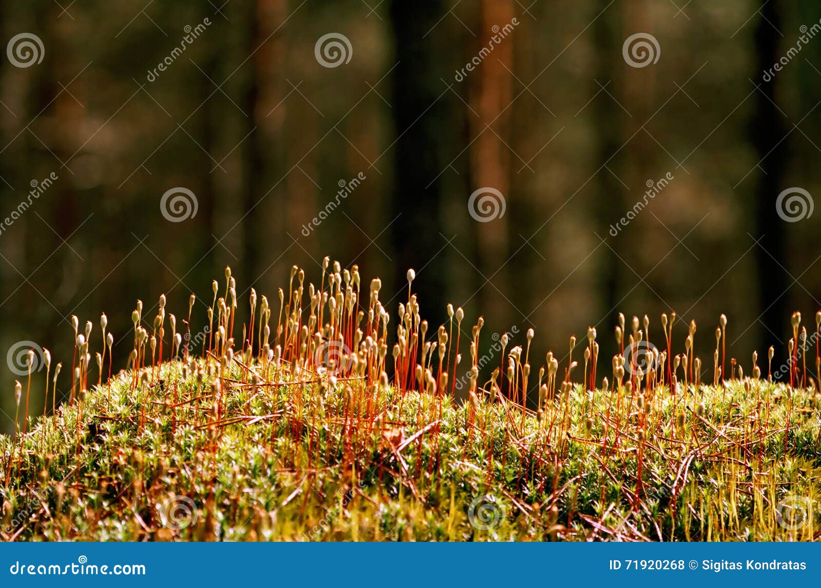 Moss hair stock photo. Image of organic, plants, spring - 71920268