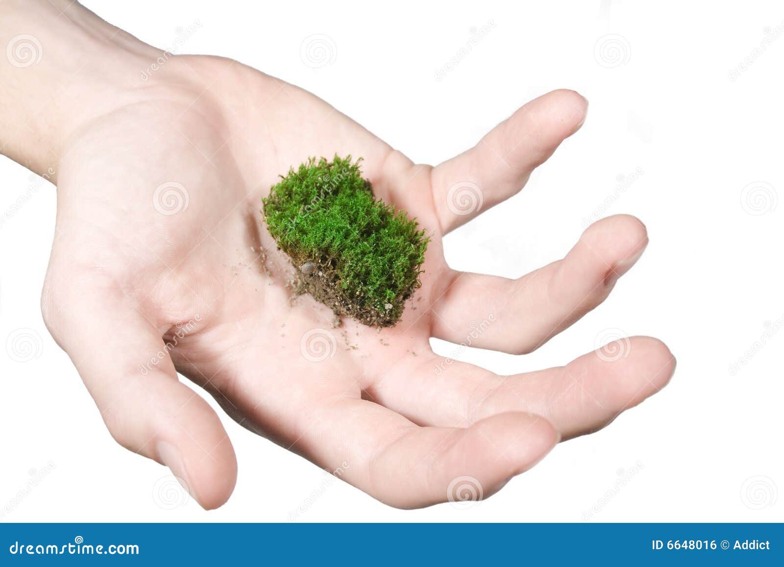 Moss In Hand Picture. Image: 6648016