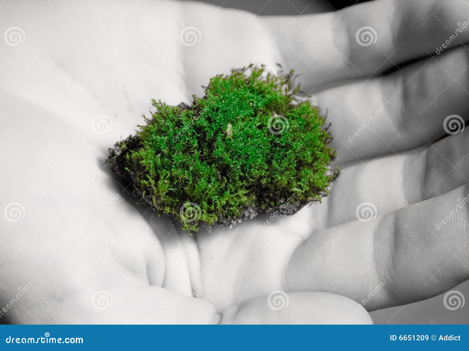 Moss in hand stock image. Image of fragile, growth, gardening - 6651209