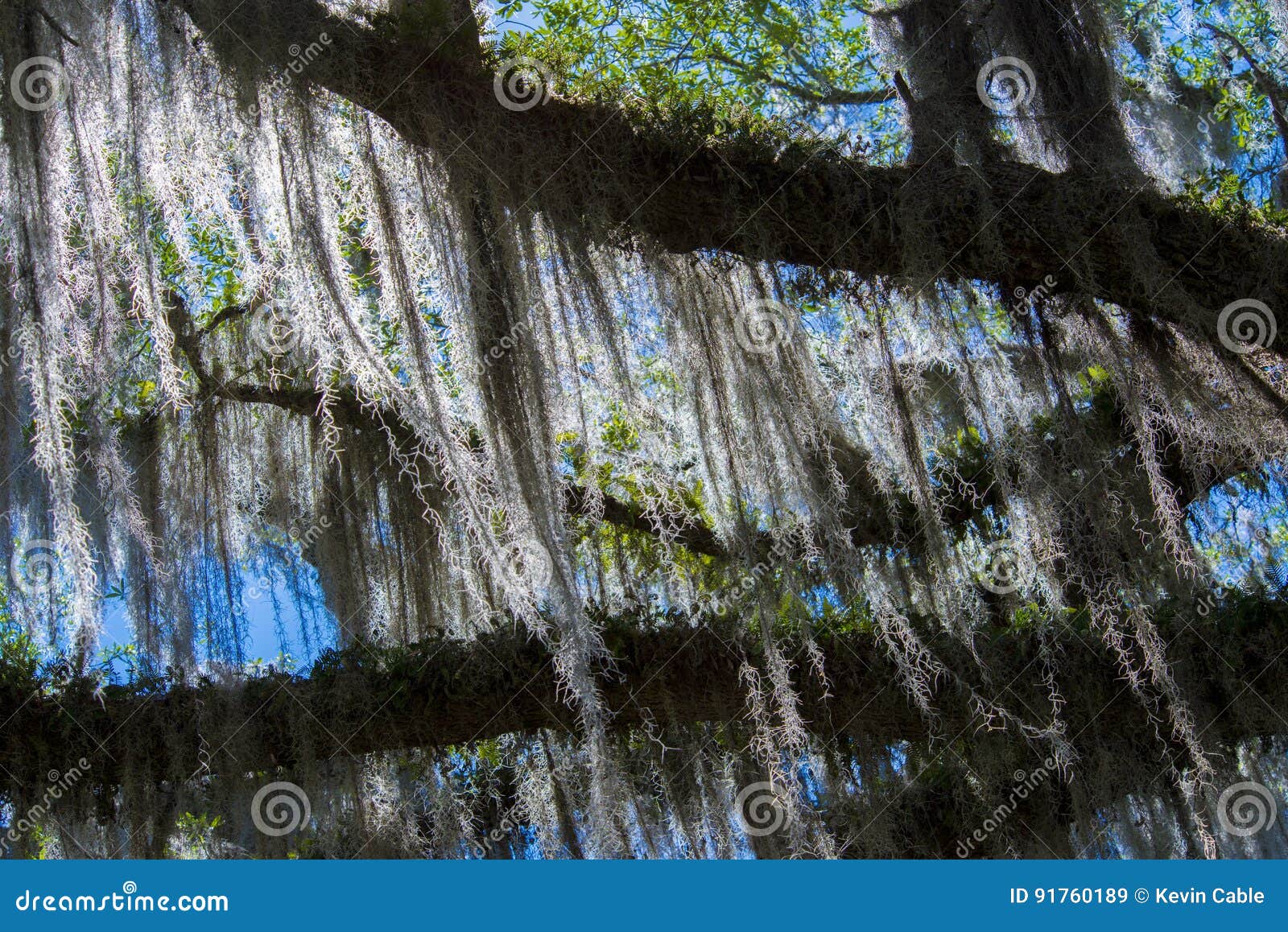 Moss hanging from trees stock image. Image of ground - 91760189