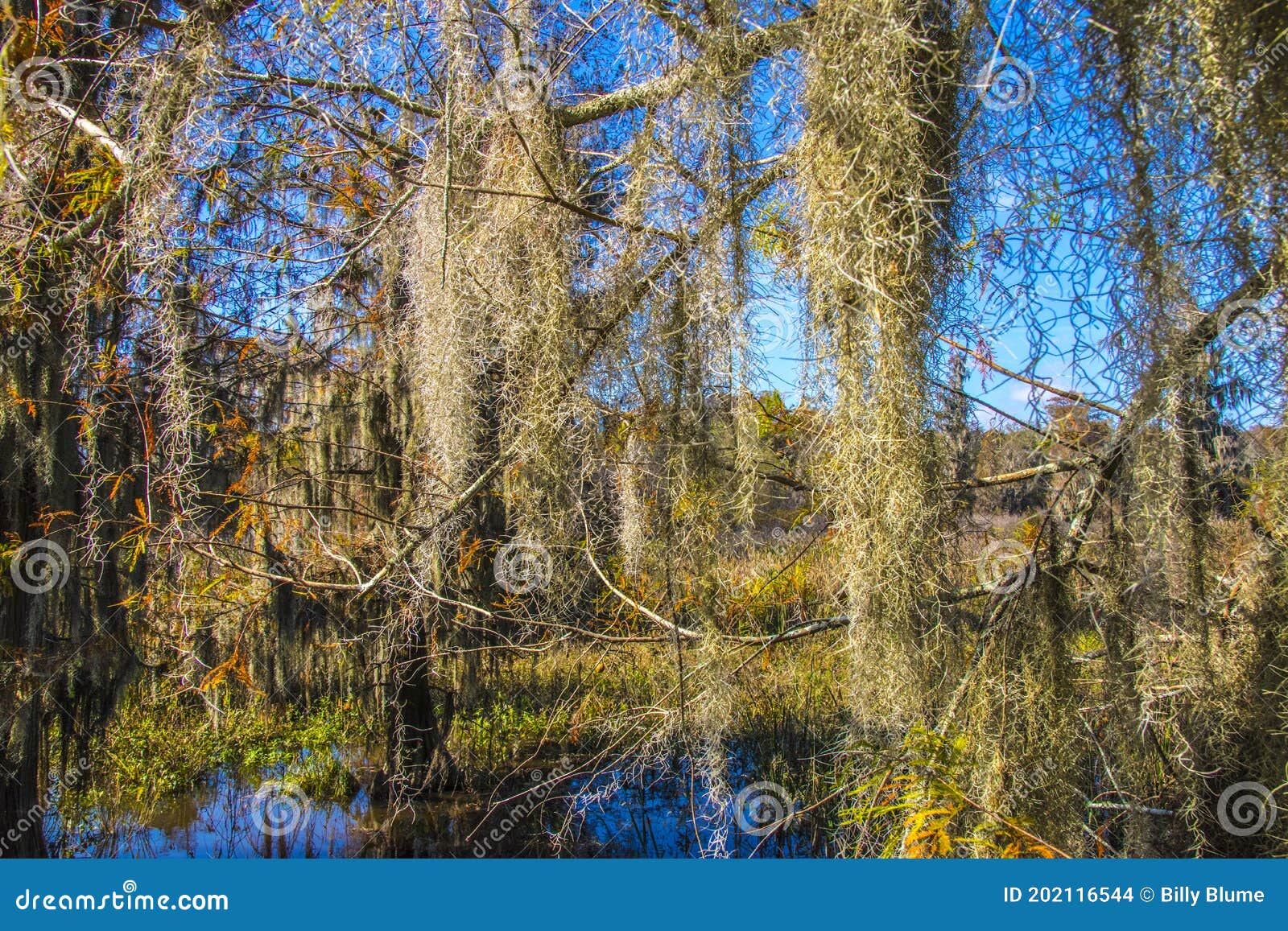 Moss Hanging on Trees in a Swamp Stock Photo - Image of color, tall ...