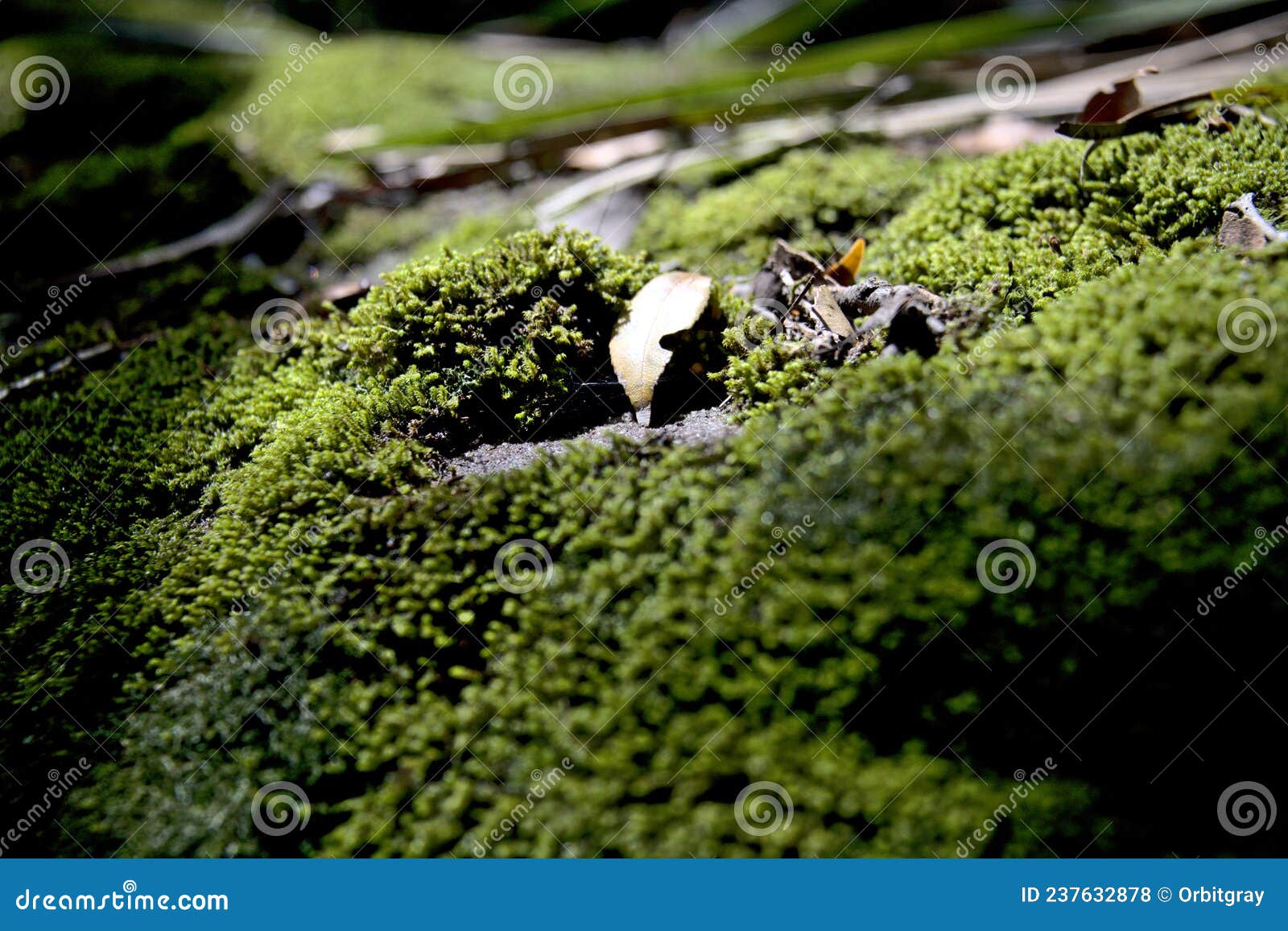 Moss Highlight in the National Park Stock Photo - Image of plants, park ...
