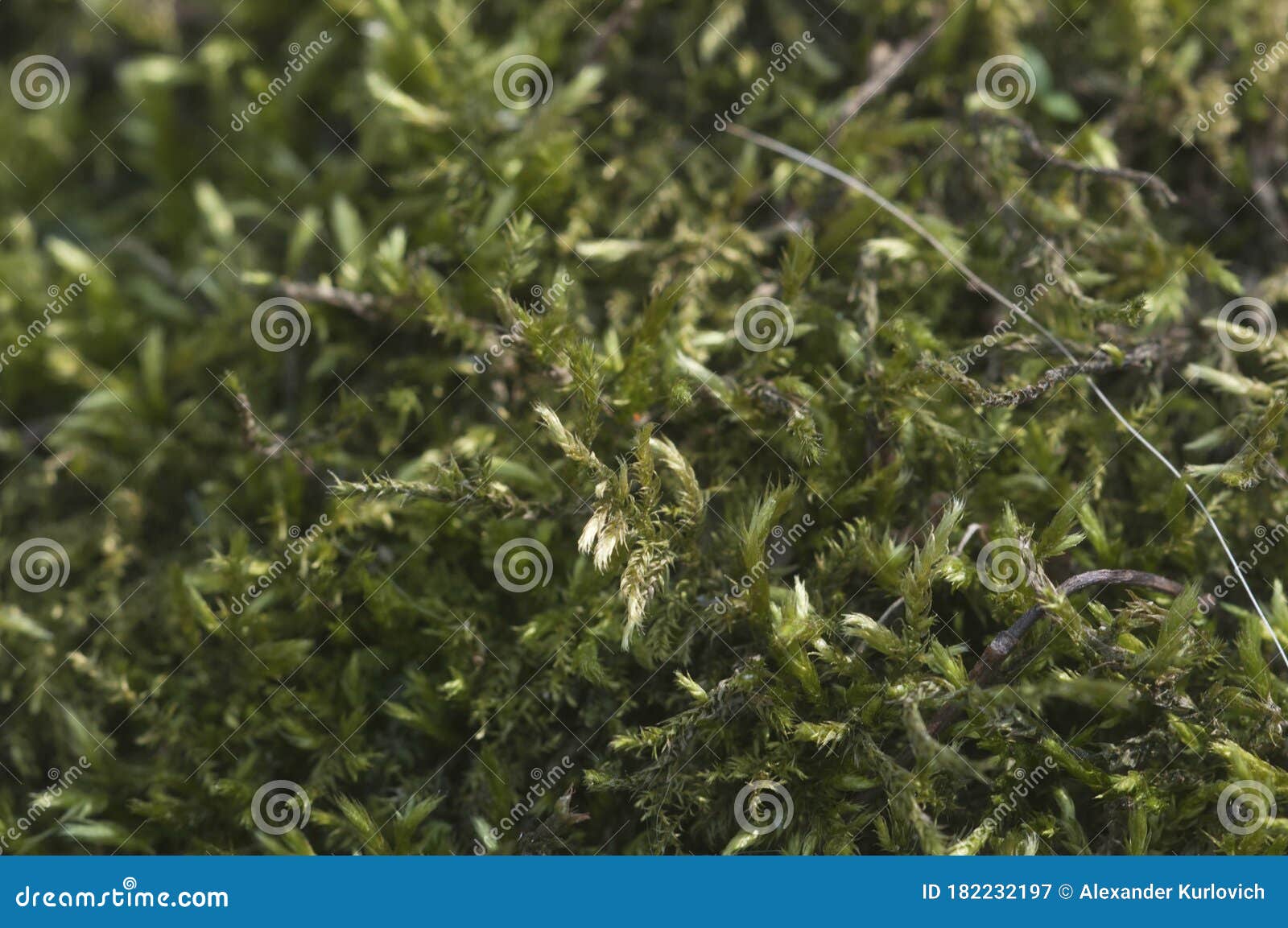 Moss Hypnum cupressiforme stock image. Image of cupressiforme - 182232197