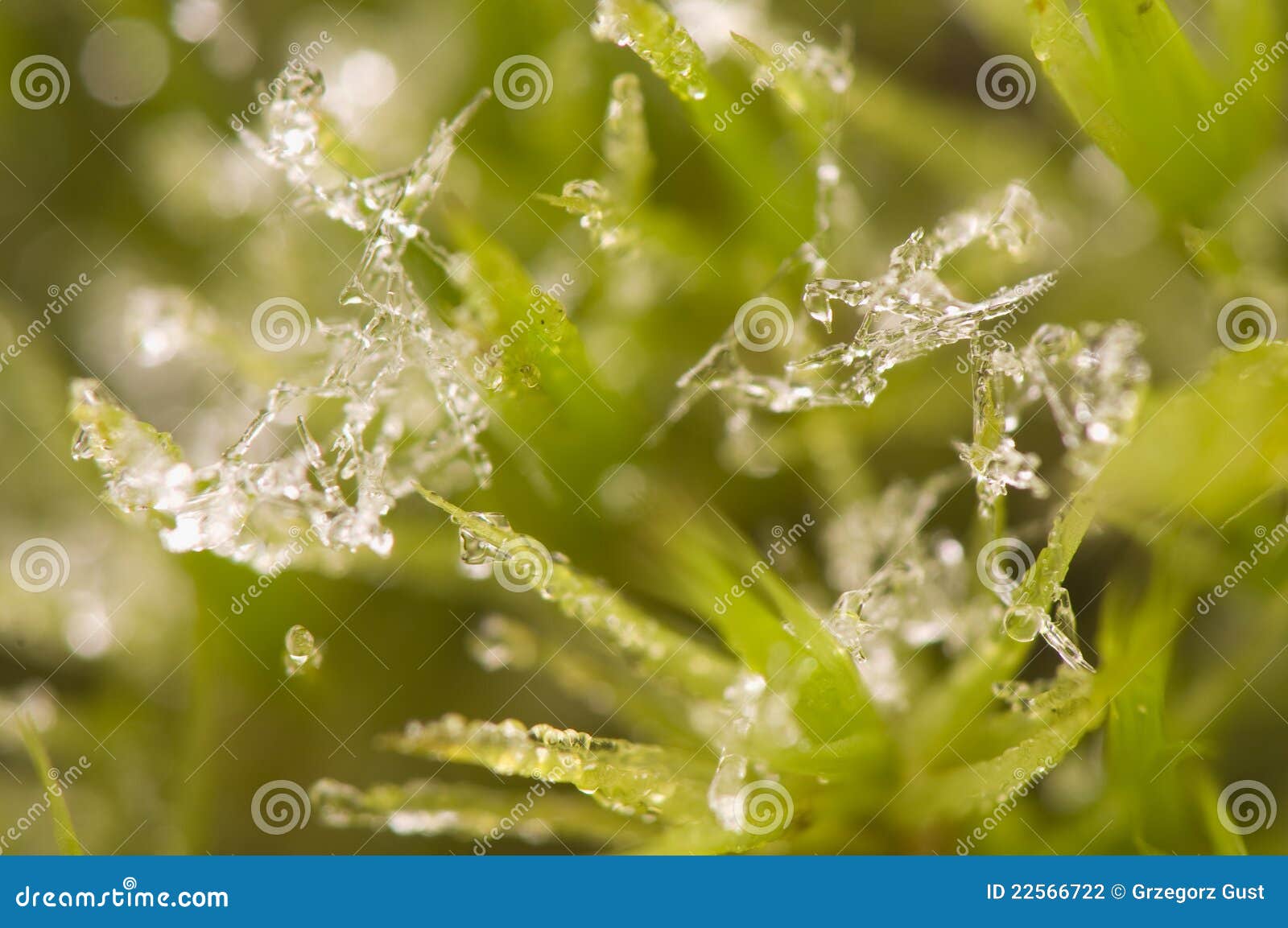 Moss and Ice stock photo. Image of green, botany, mossy - 22566722