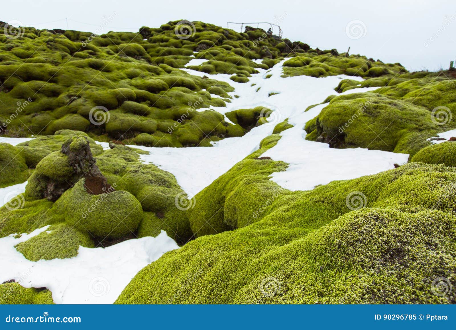 Moss Iceland stock image. Image of iceland, moss, green - 90296785