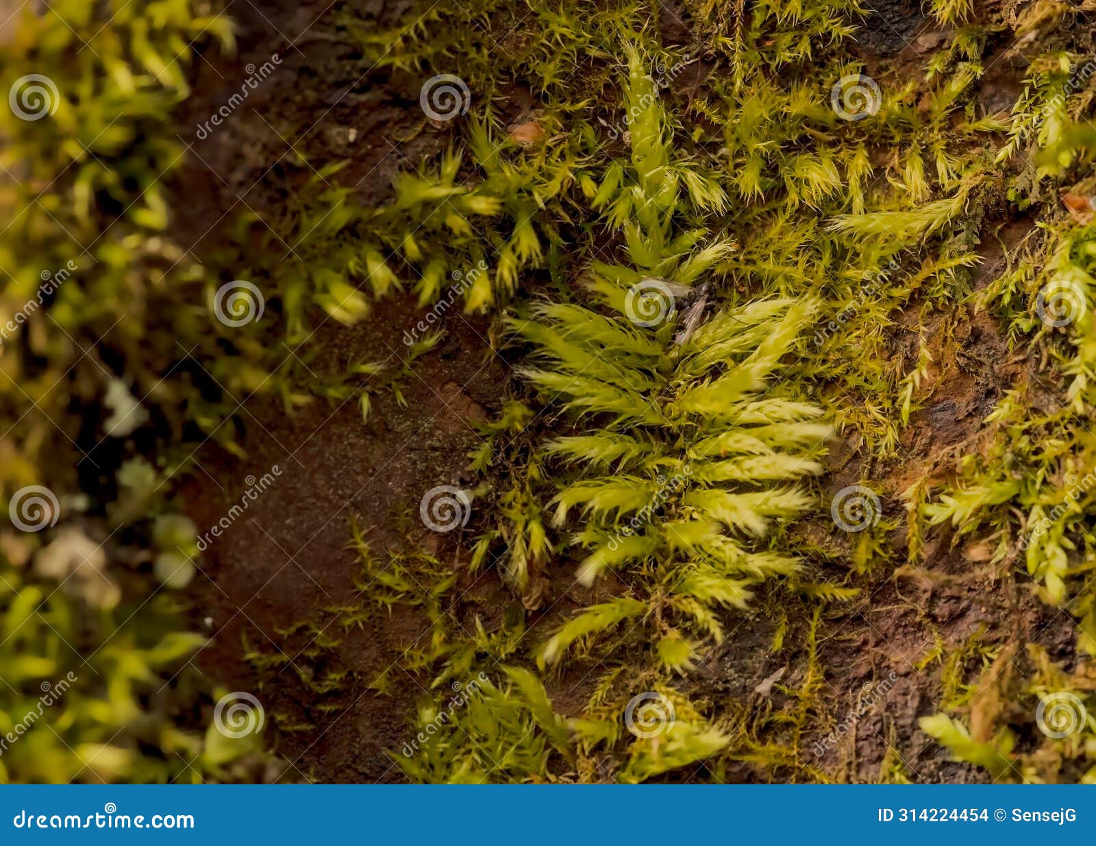 Moss with an Interesting Feathery Structure Growing on a Rock. Stock ...