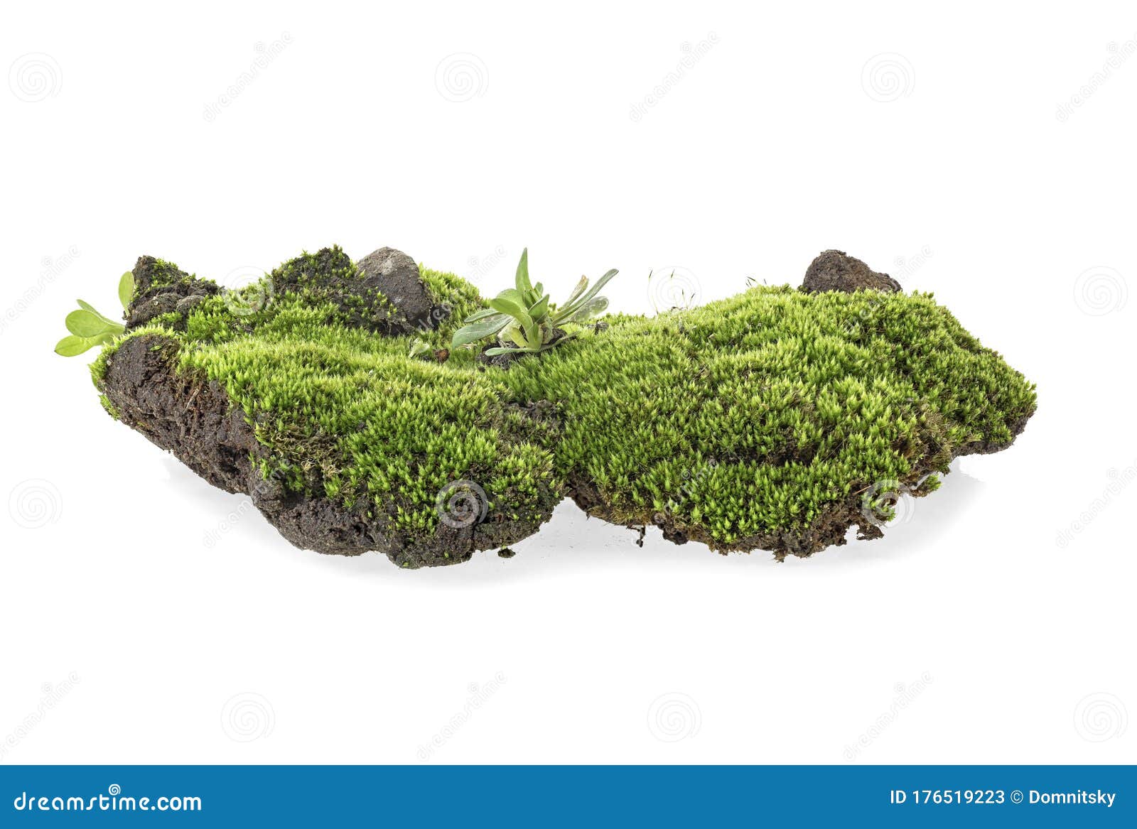 Moss Isolated on a White Background Stock Image - Image of white ...