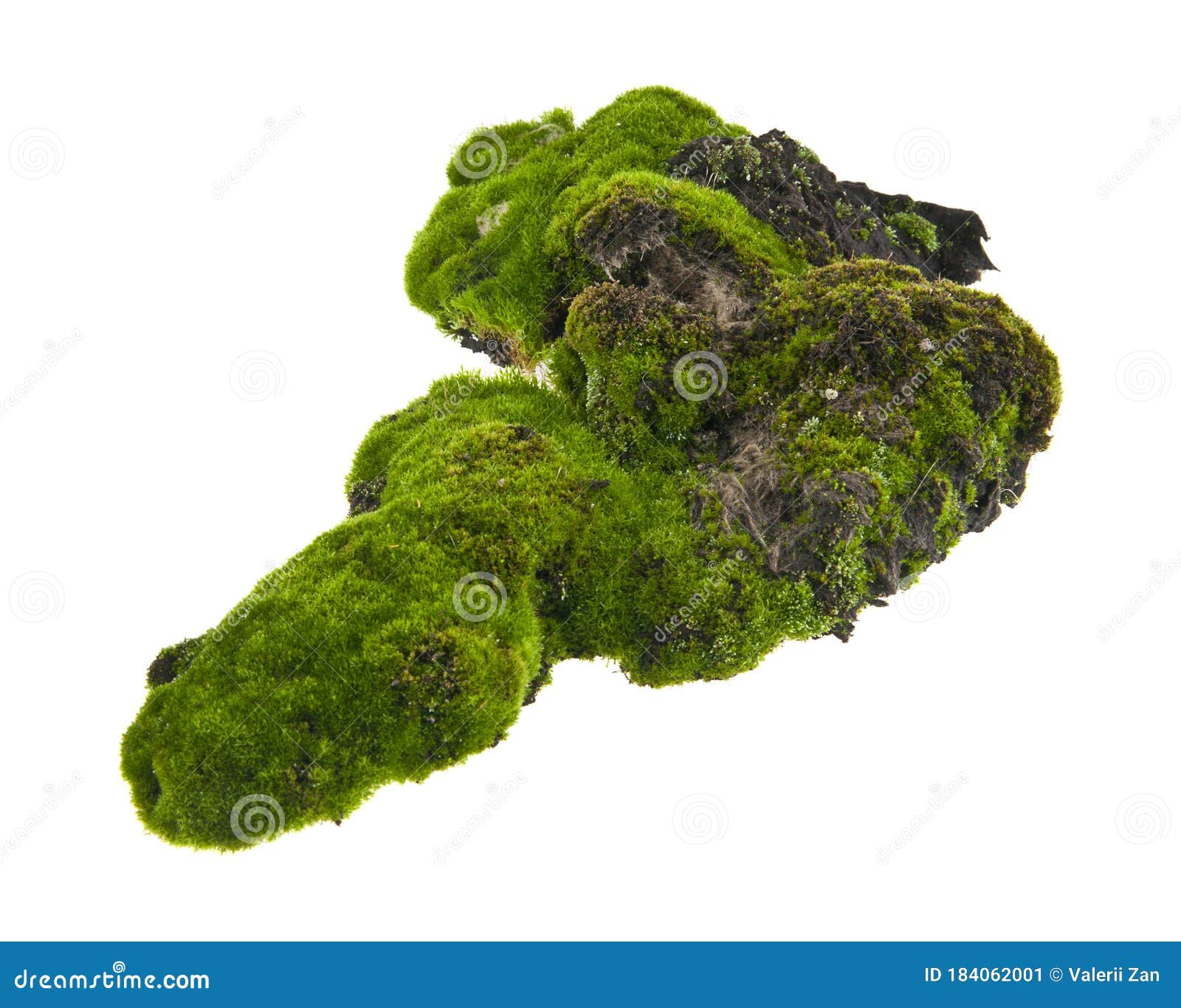 Moss Isolated on White Background Stock Image - Image of outdoor, leaf ...