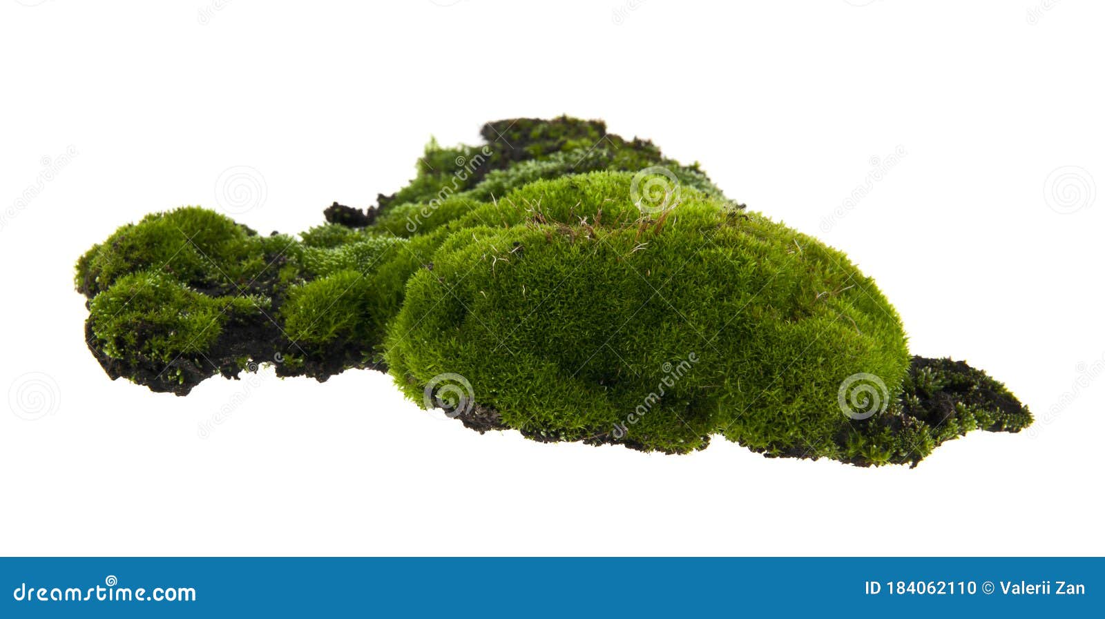 Moss Isolated on White Background Stock Photo - Image of single ...