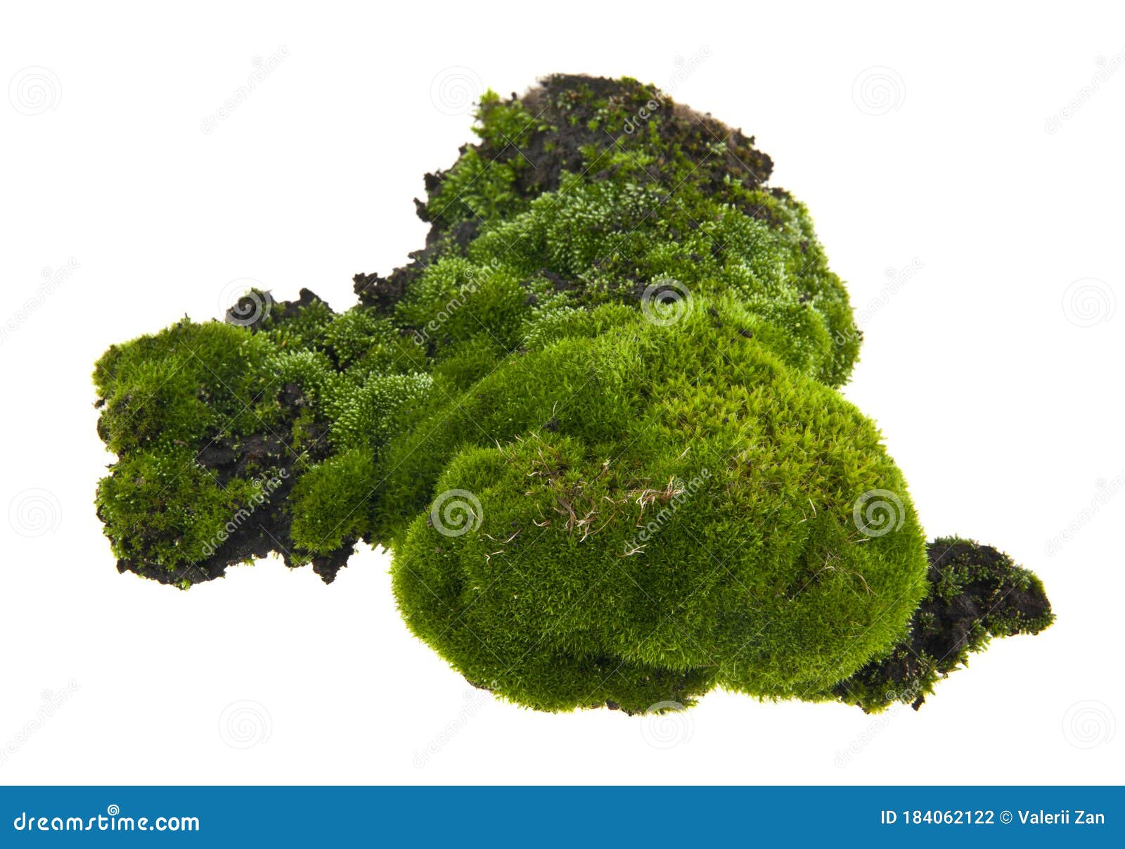 Moss Isolated on White Background Stock Photo - Image of floral, fresh ...