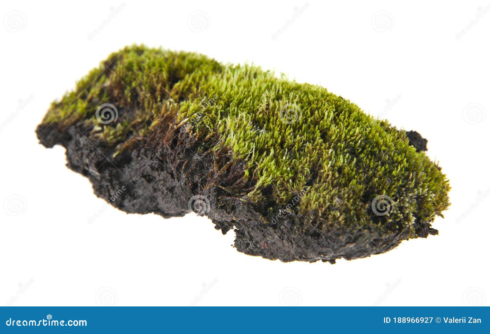 Moss Isolated on White Background Stock Image - Image of detail, grass ...