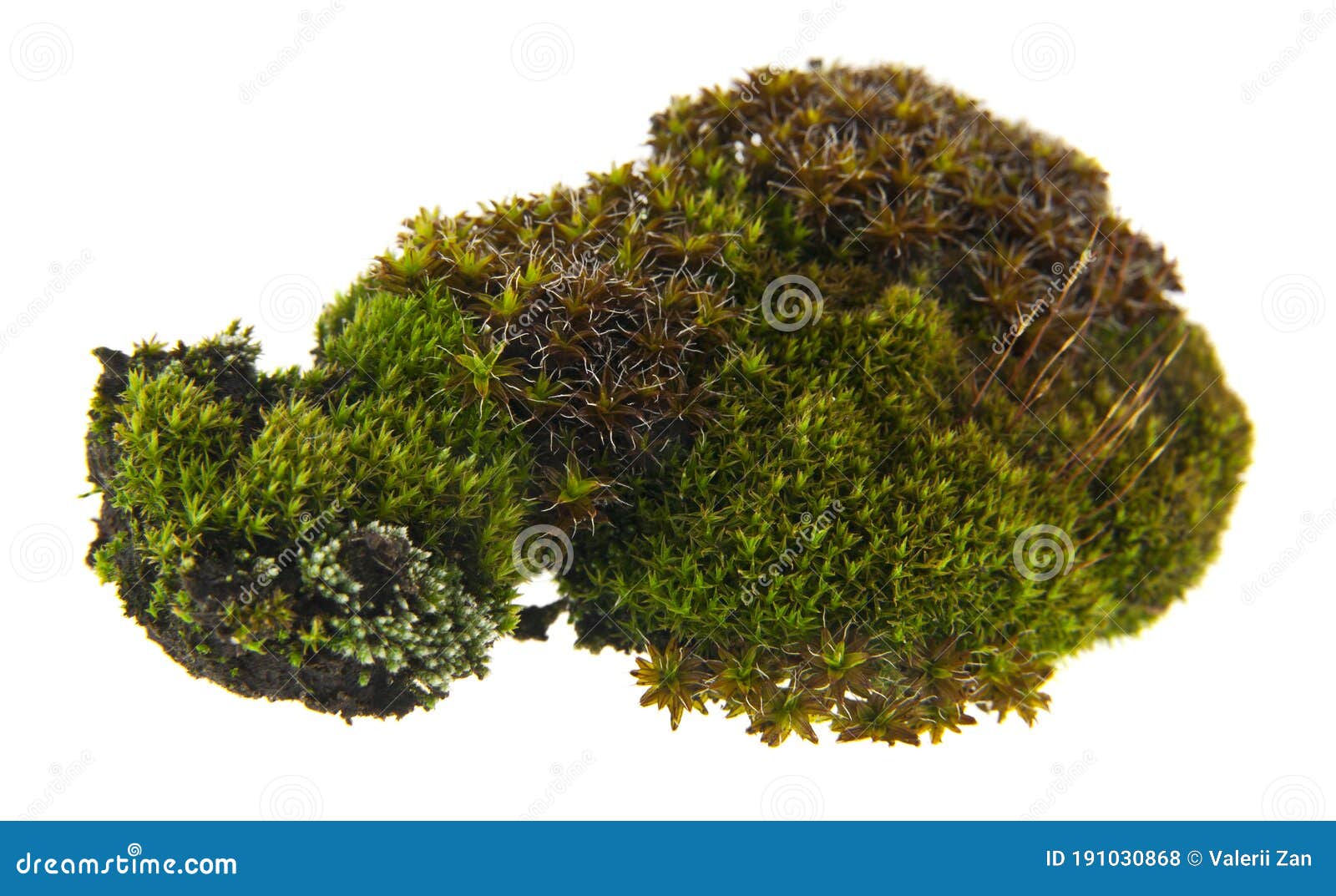 Moss Isolated on White Background Stock Photo - Image of fresh, closeup ...