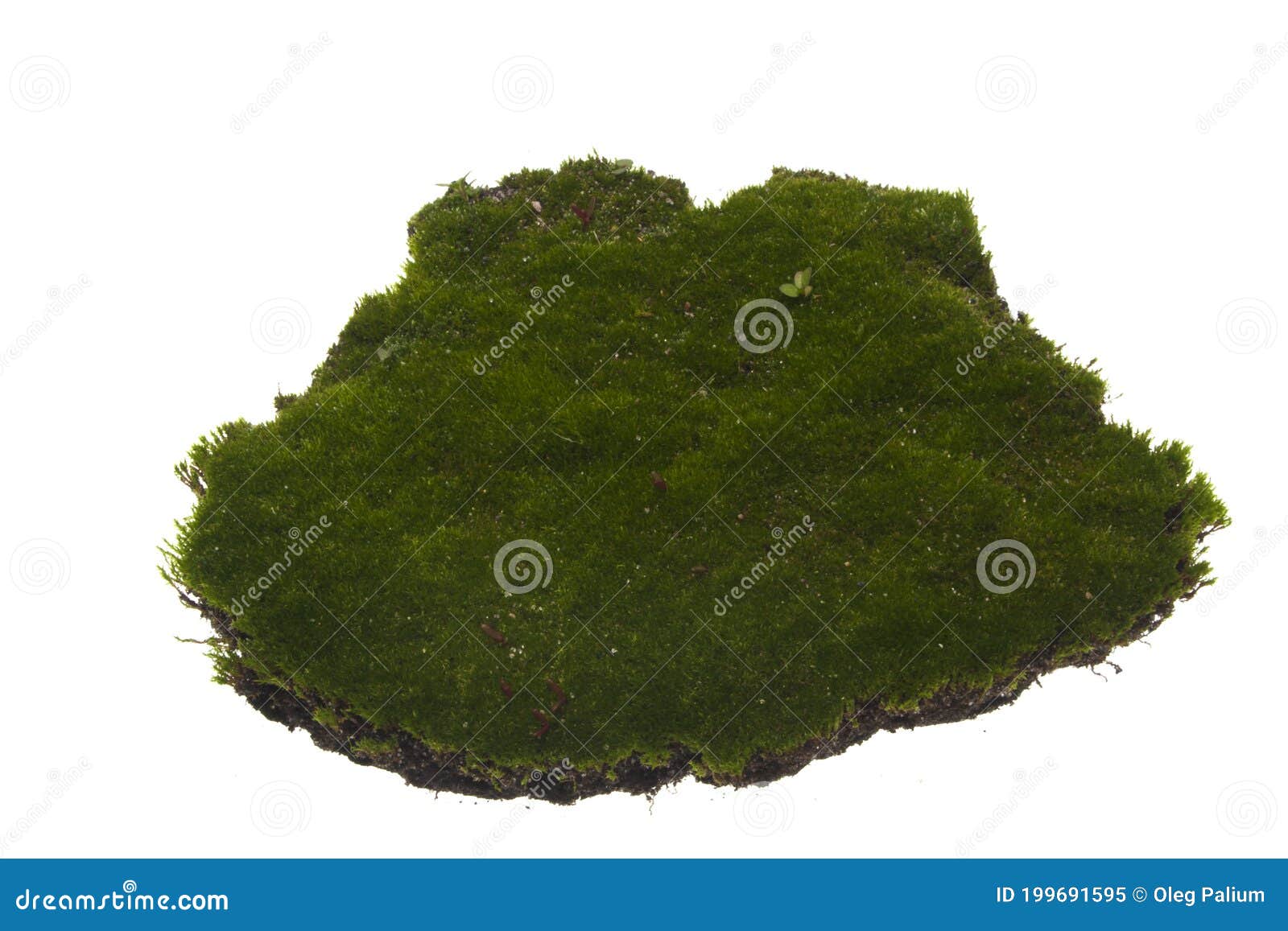 Moss Isolated on White Background Stock Image - Image of leaf, natural ...