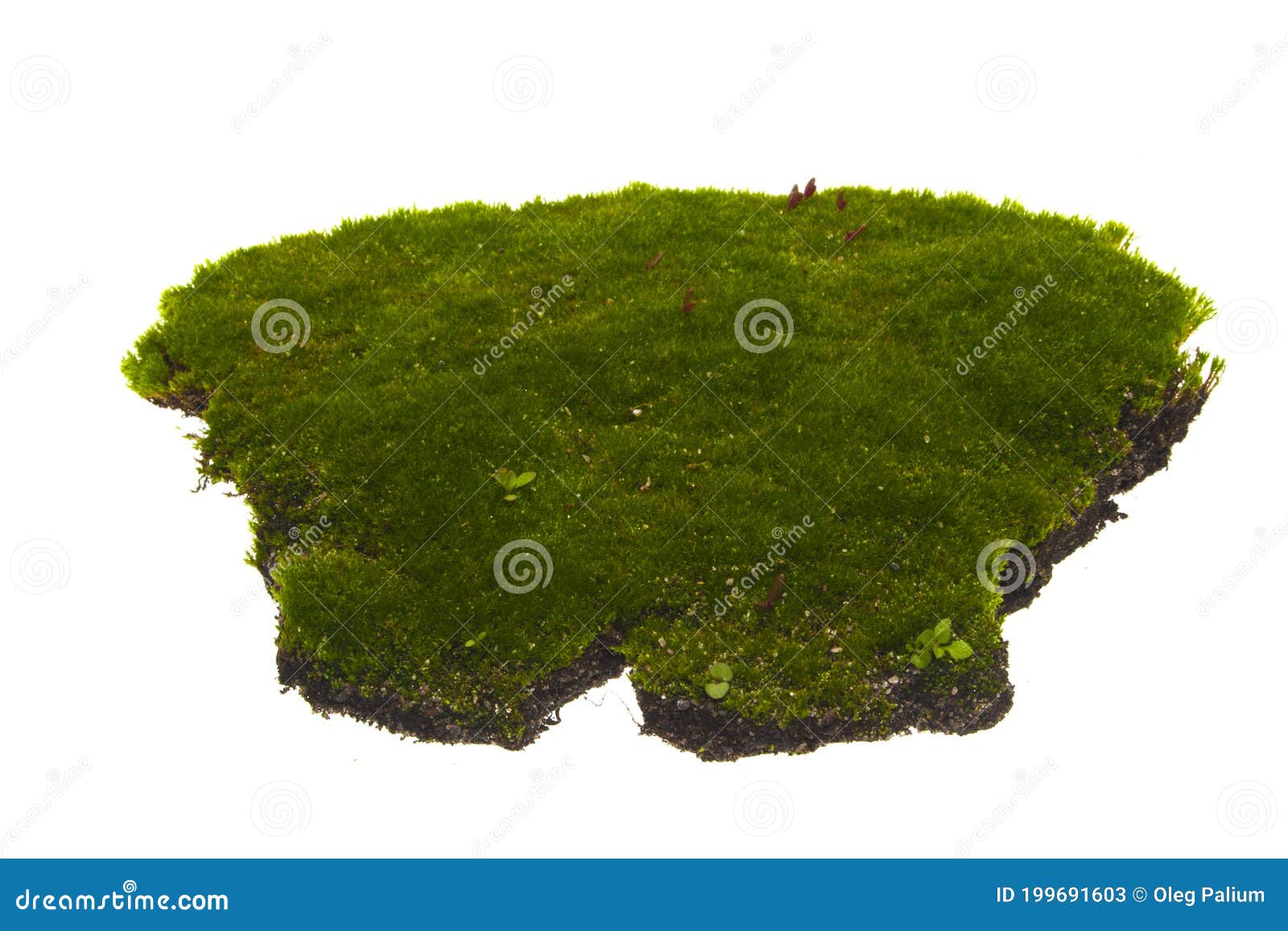 Moss Isolated on White Background Stock Image - Image of green, piece ...