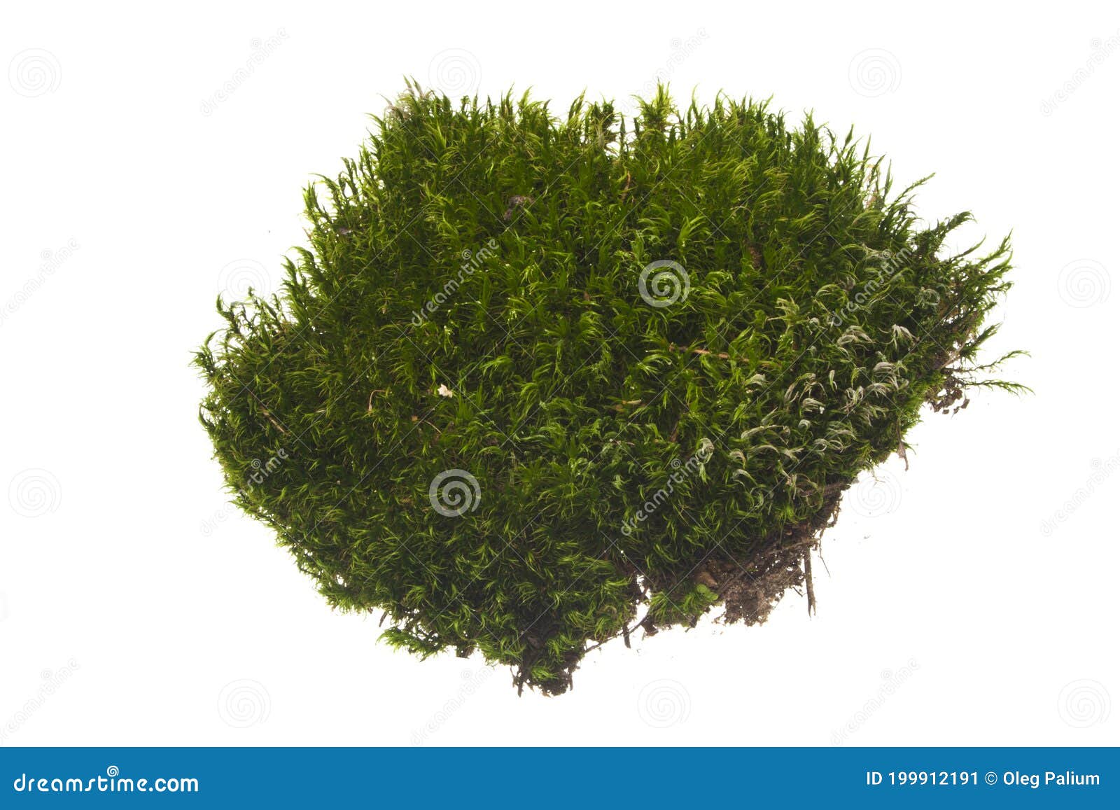 Moss Isolated on White Background Stock Image - Image of pattern ...