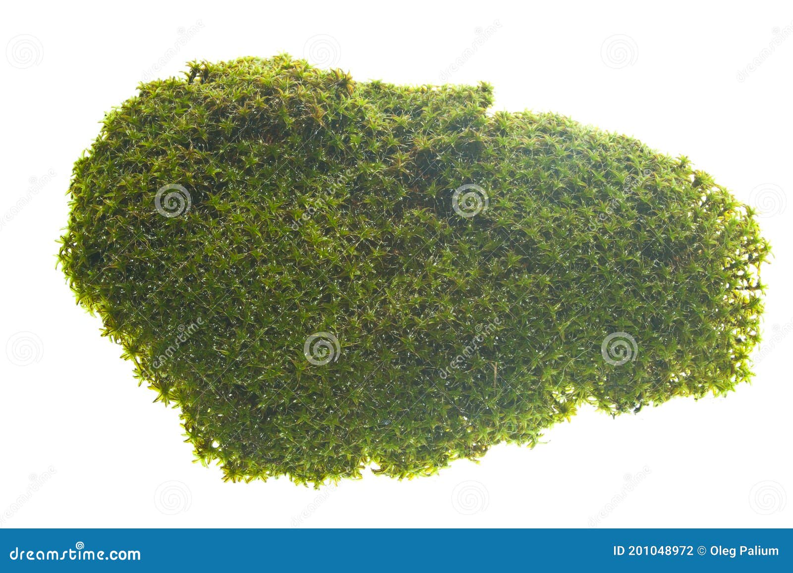 Moss Isolated on White Background Stock Photo - Image of bryophyte ...