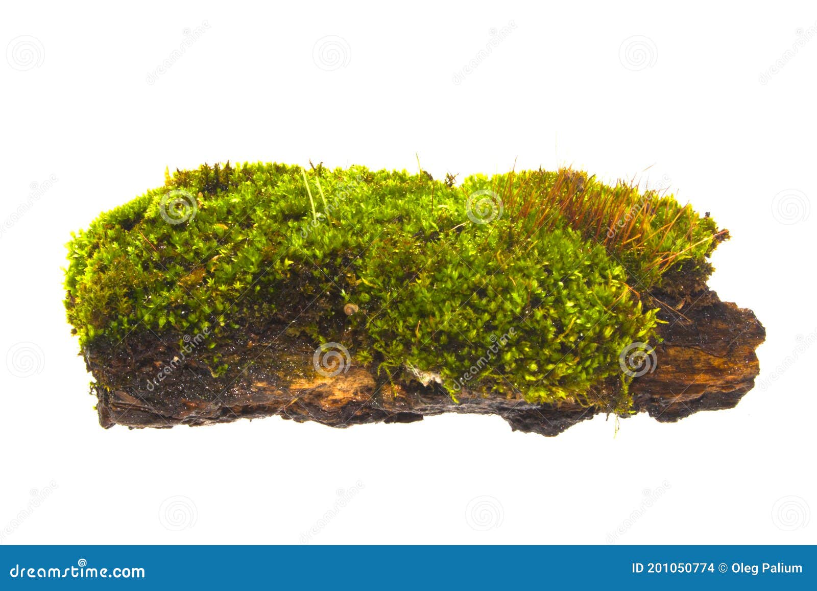 Moss Isolated on White Background Stock Photo - Image of leaf ...