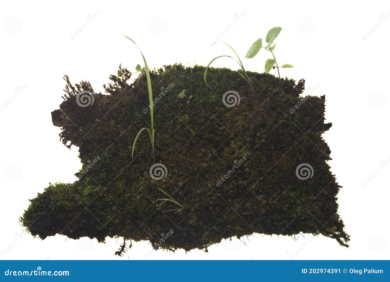Moss Isolated on White Background Stock Image - Image of bryophyte ...