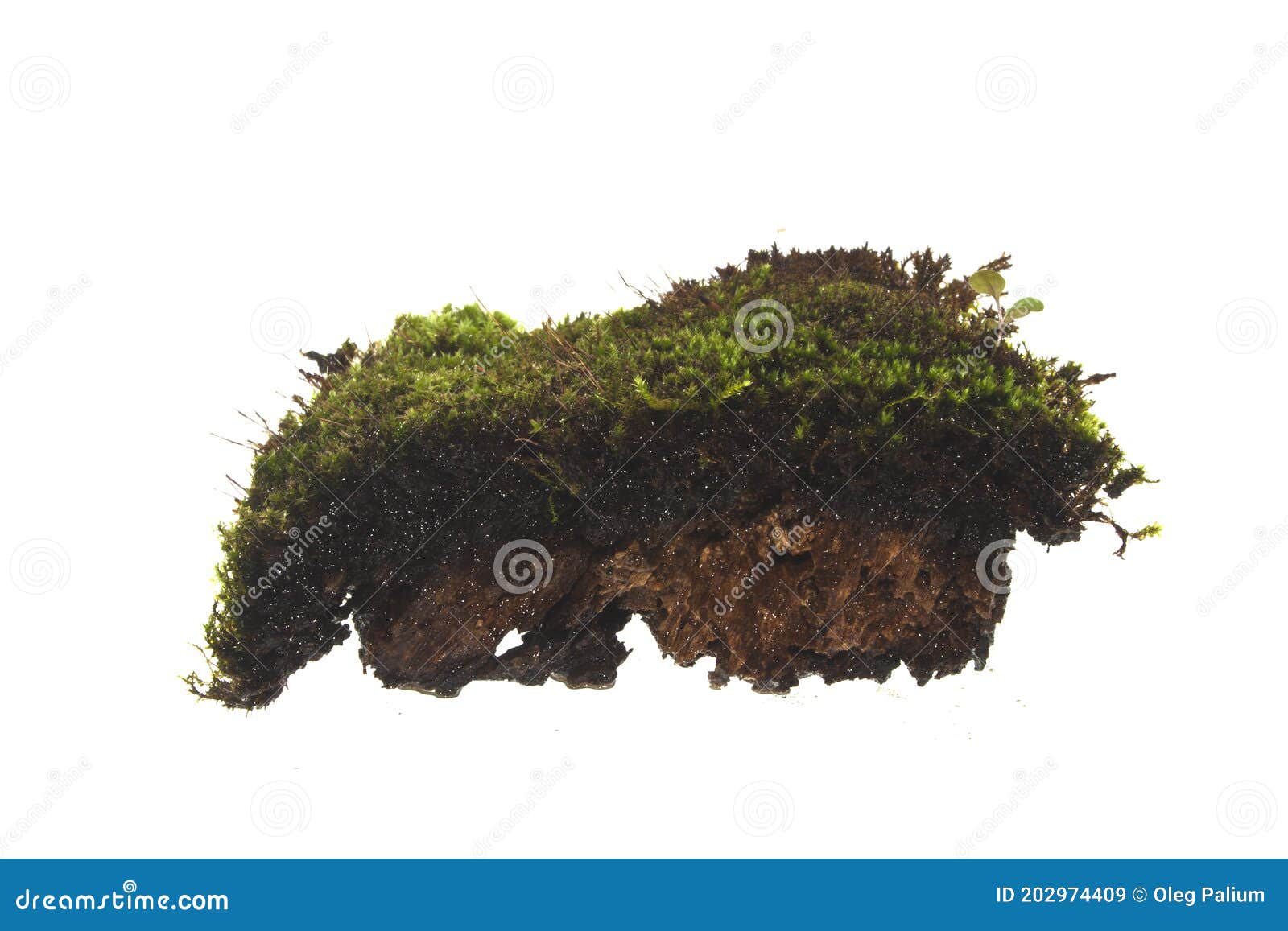 Moss Isolated on White Background Stock Image - Image of grass, green ...