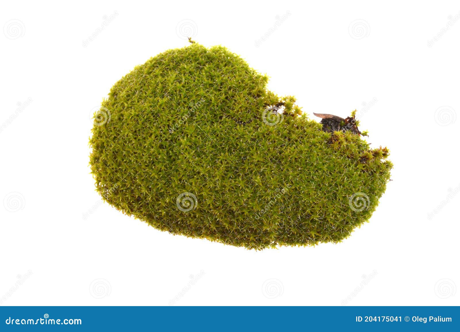 Moss Isolated on White Background Stock Image - Image of lichen, forest ...
