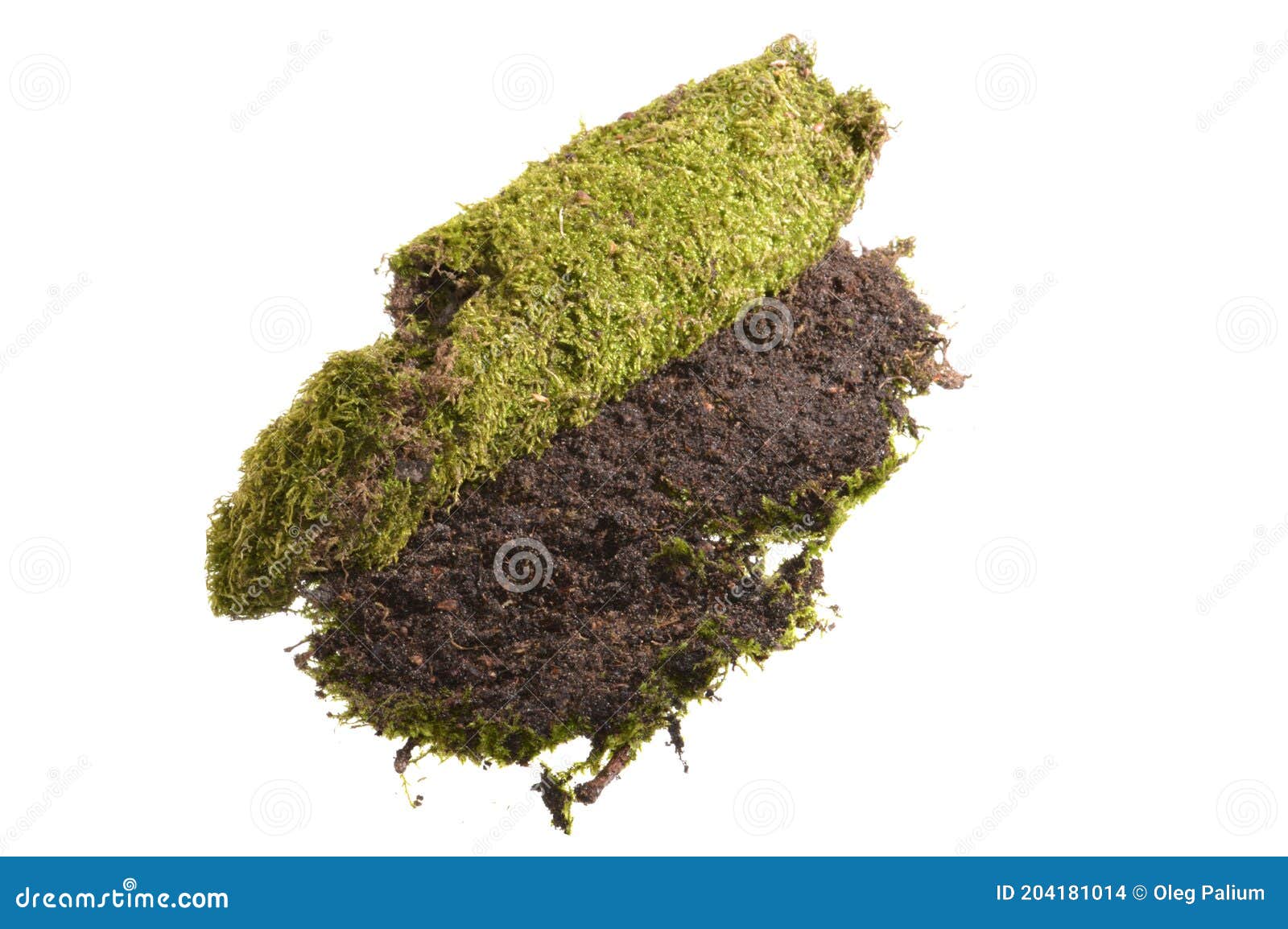 Moss Isolated on White Background Stock Photo - Image of abstract ...