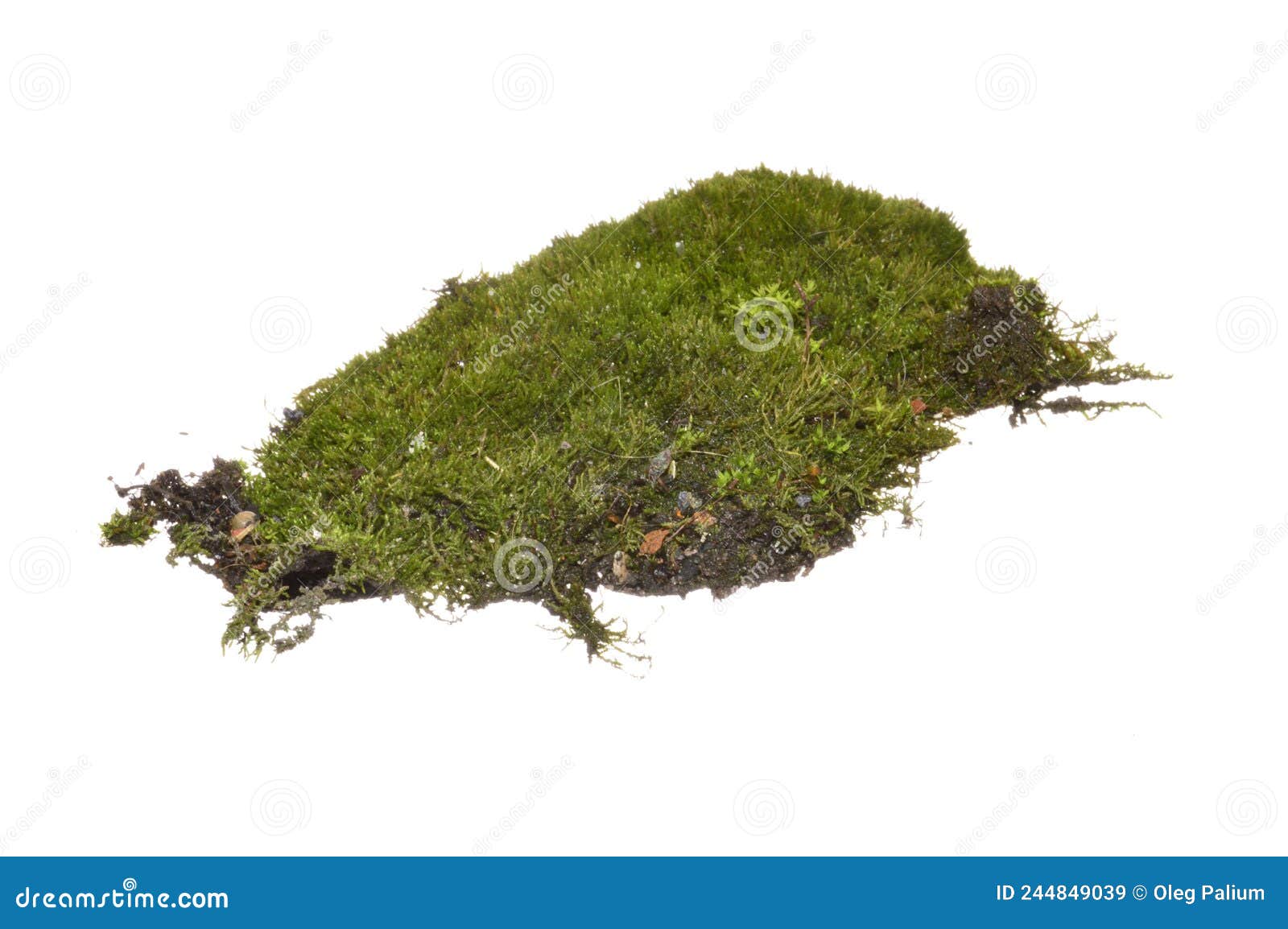 Moss Isolated on White Background Stock Image - Image of fresh, herb ...