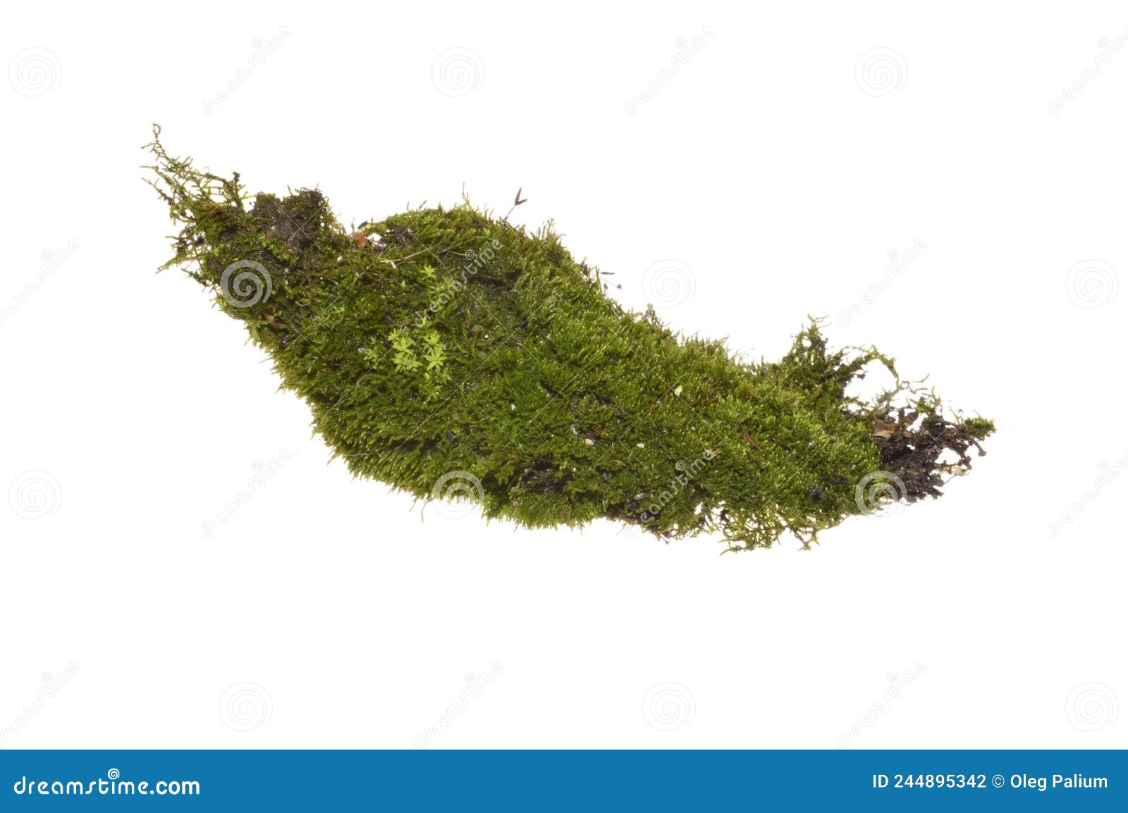 Moss Isolated on White Background Stock Photo - Image of leaf, single ...
