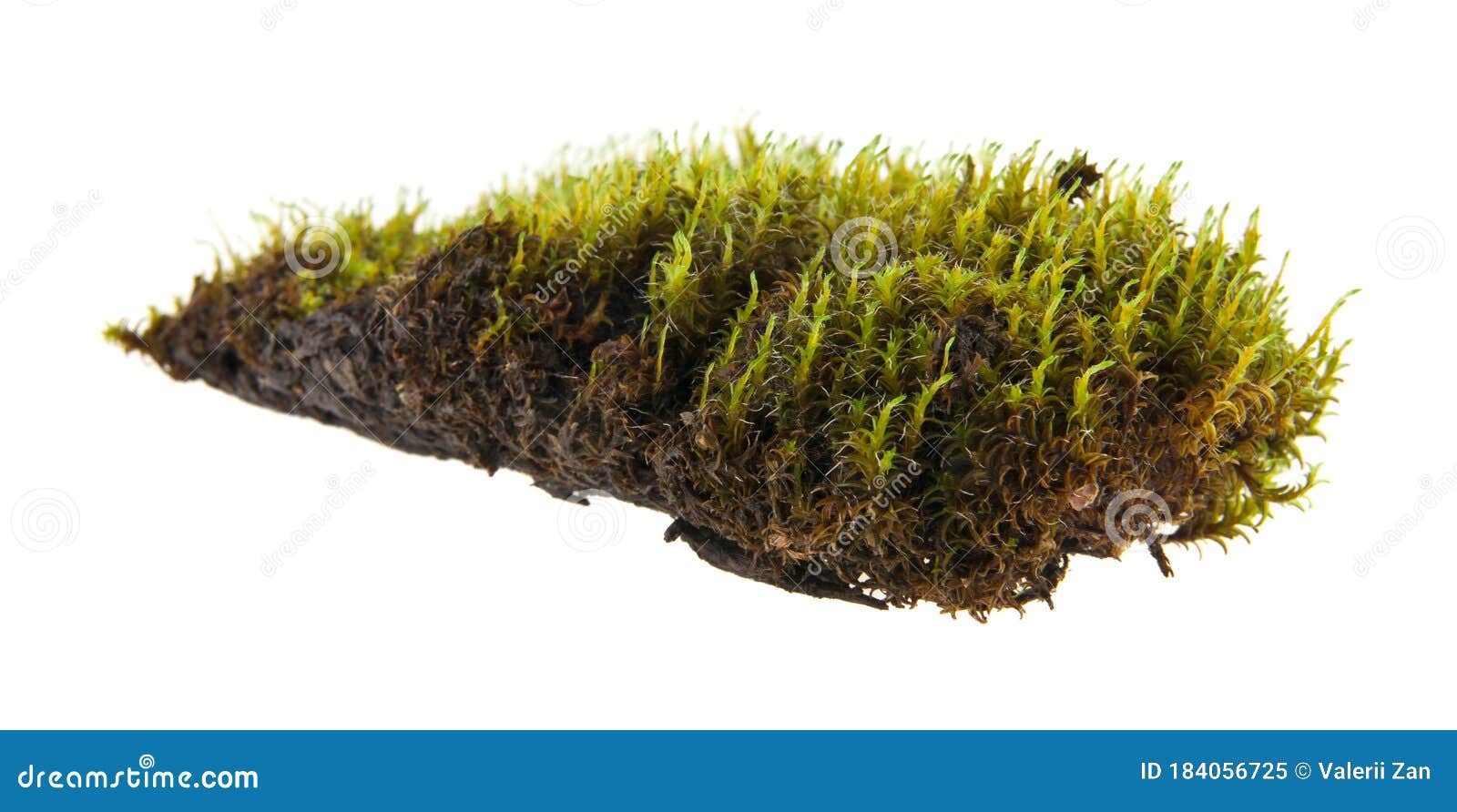 Moss Isolated on White Background Stock Image - Image of lush, single ...