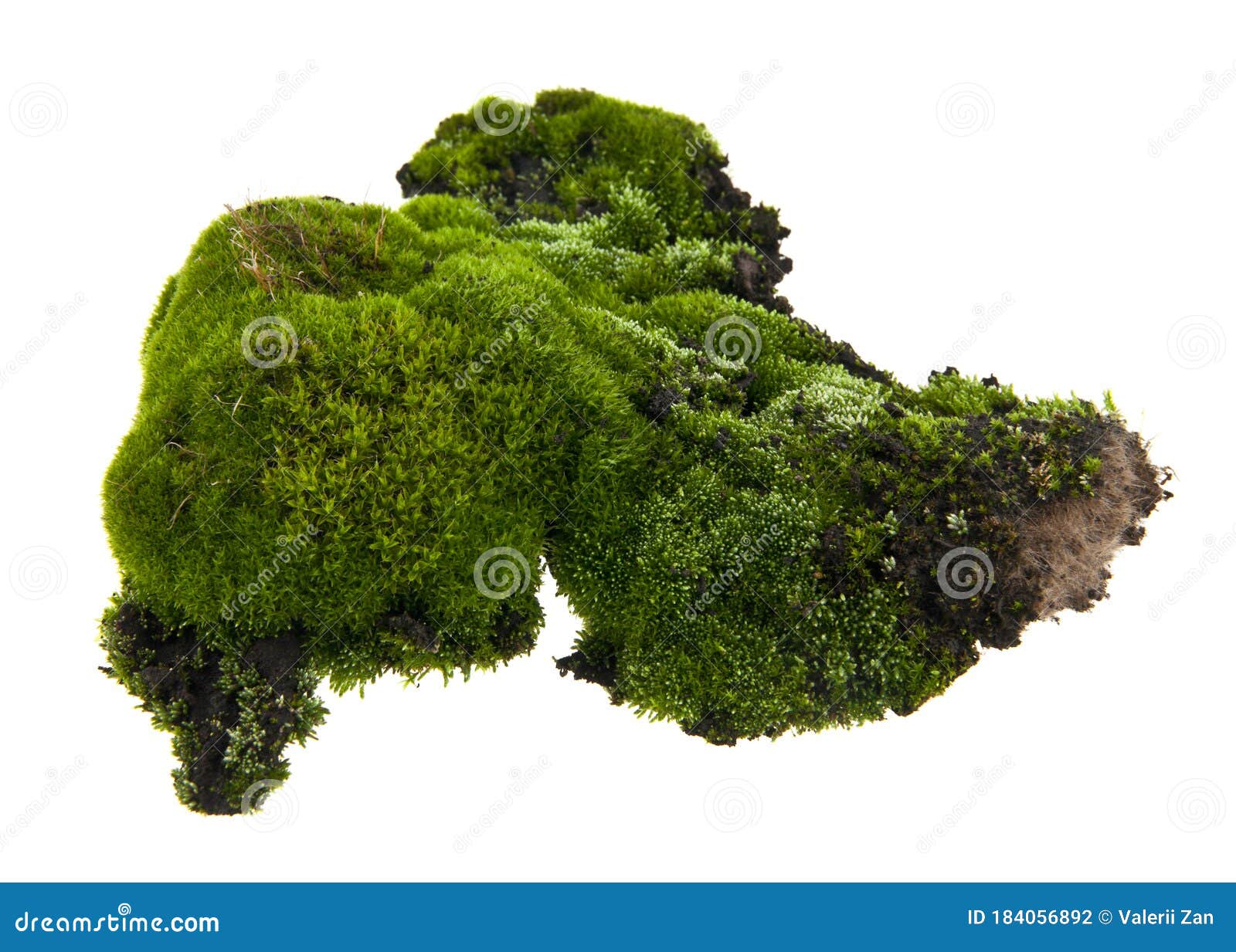 Moss Isolated on White Background Stock Photo - Image of mossy, natural ...