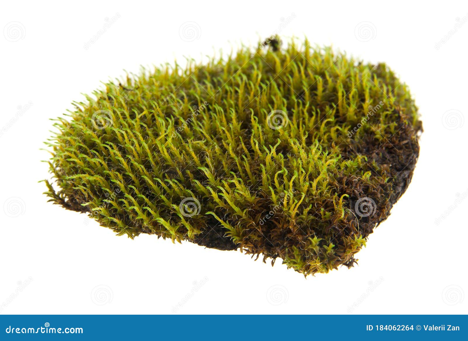 Moss Isolated on White Background Stock Photo - Image of isolated ...