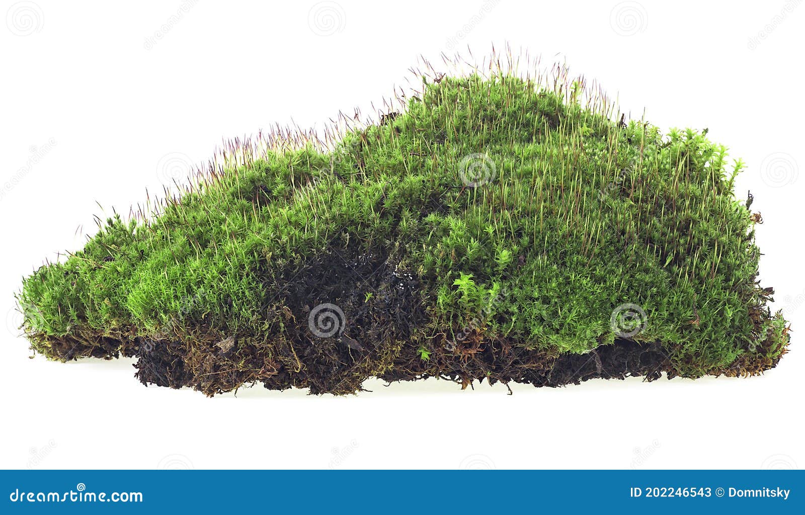 Moss Isolated on White Background. Green Forest Moss. Moss with Grass ...