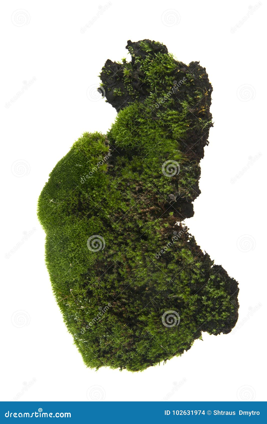 Moss isolated on white stock photo. Image of closeup - 102631974