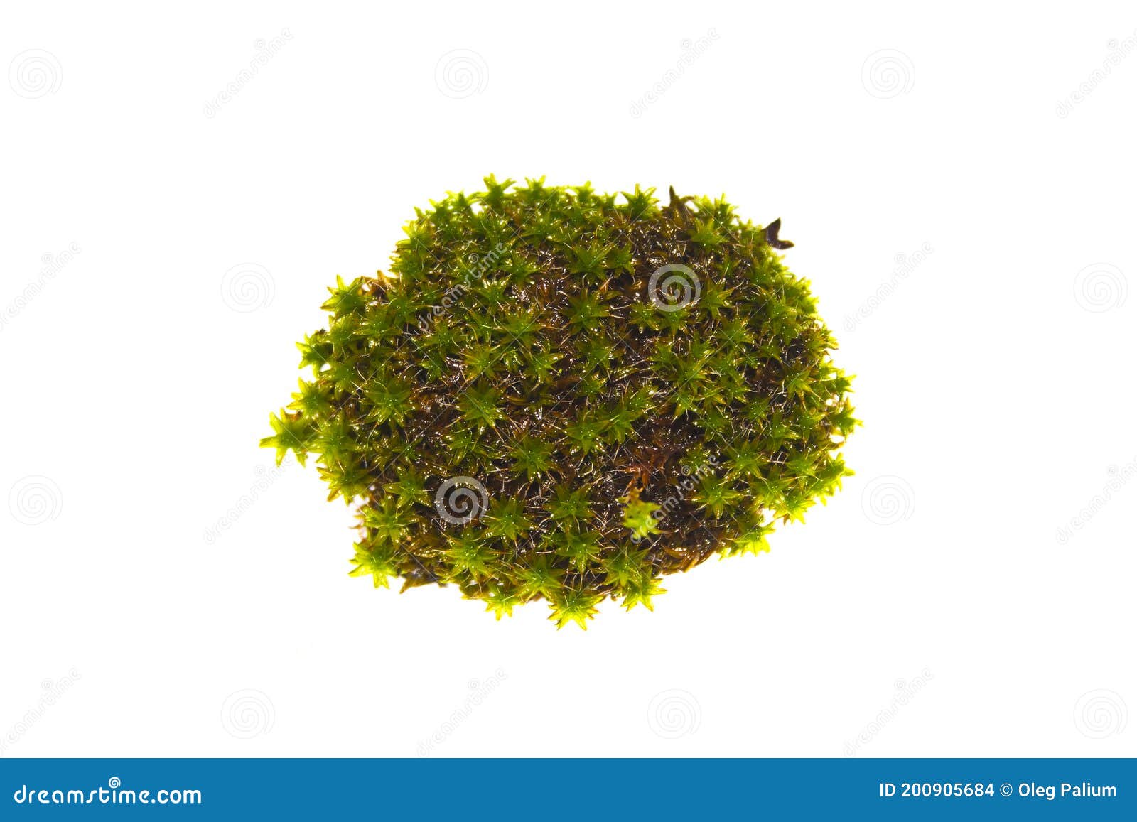 Moss Isolated on White Background Stock Photo - Image of mossy ...