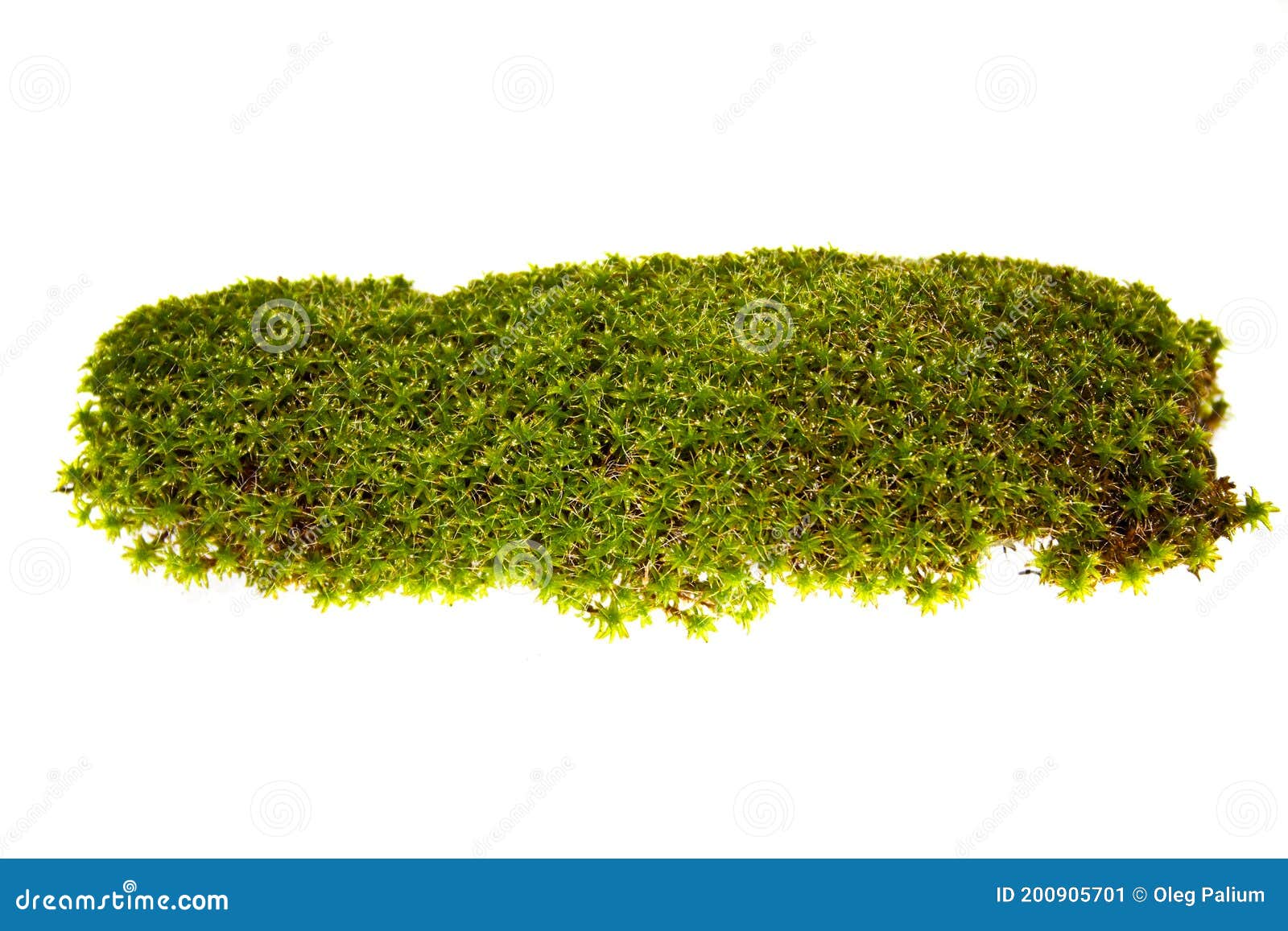 Moss Isolated on White Background Stock Image - Image of natural ...