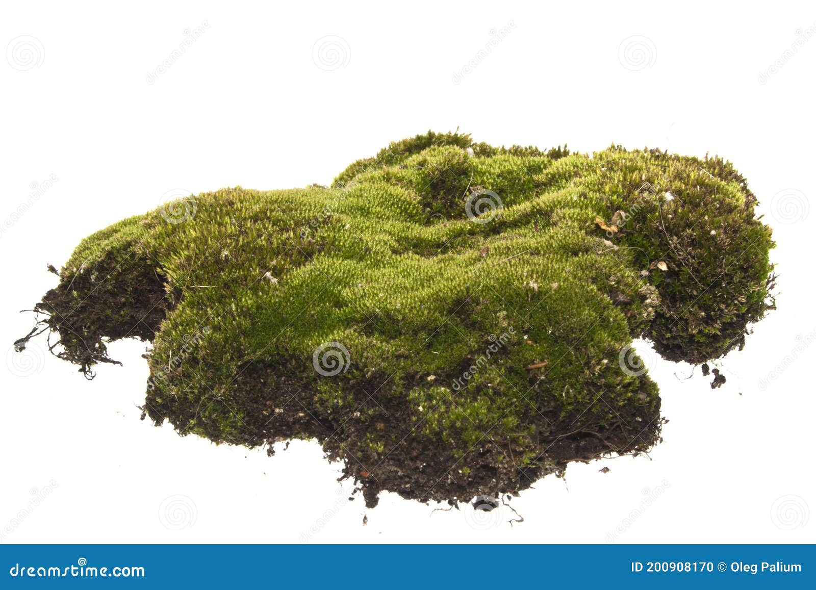 Moss Isolated on White Background Stock Photo - Image of environment ...