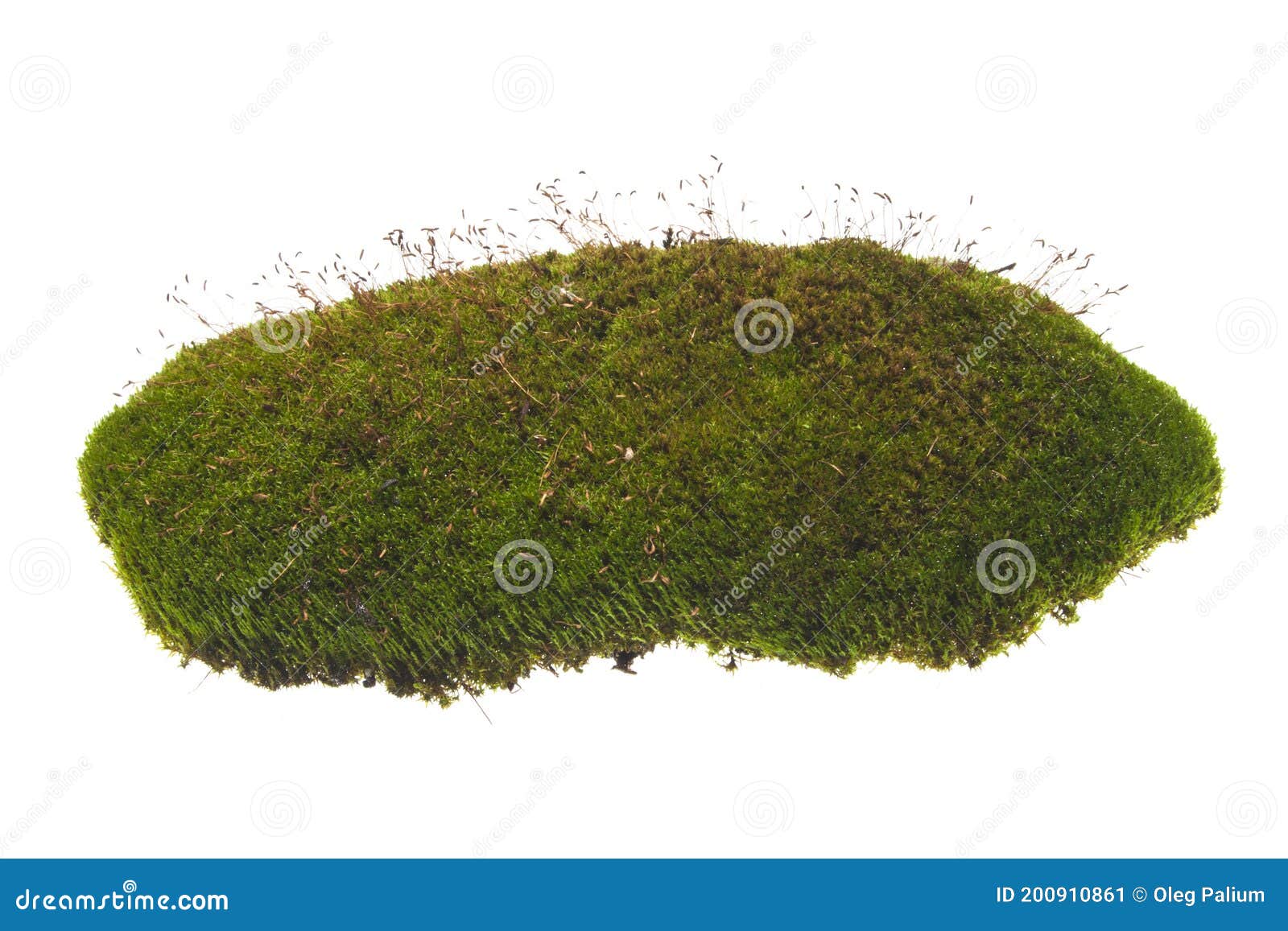 Moss Isolated on White Background Stock Image - Image of mossy, growth ...
