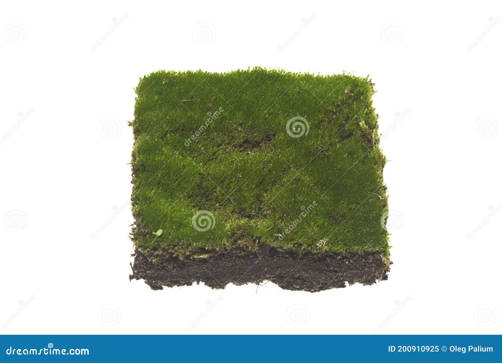 Moss Isolated on White Background Stock Image - Image of natural ...