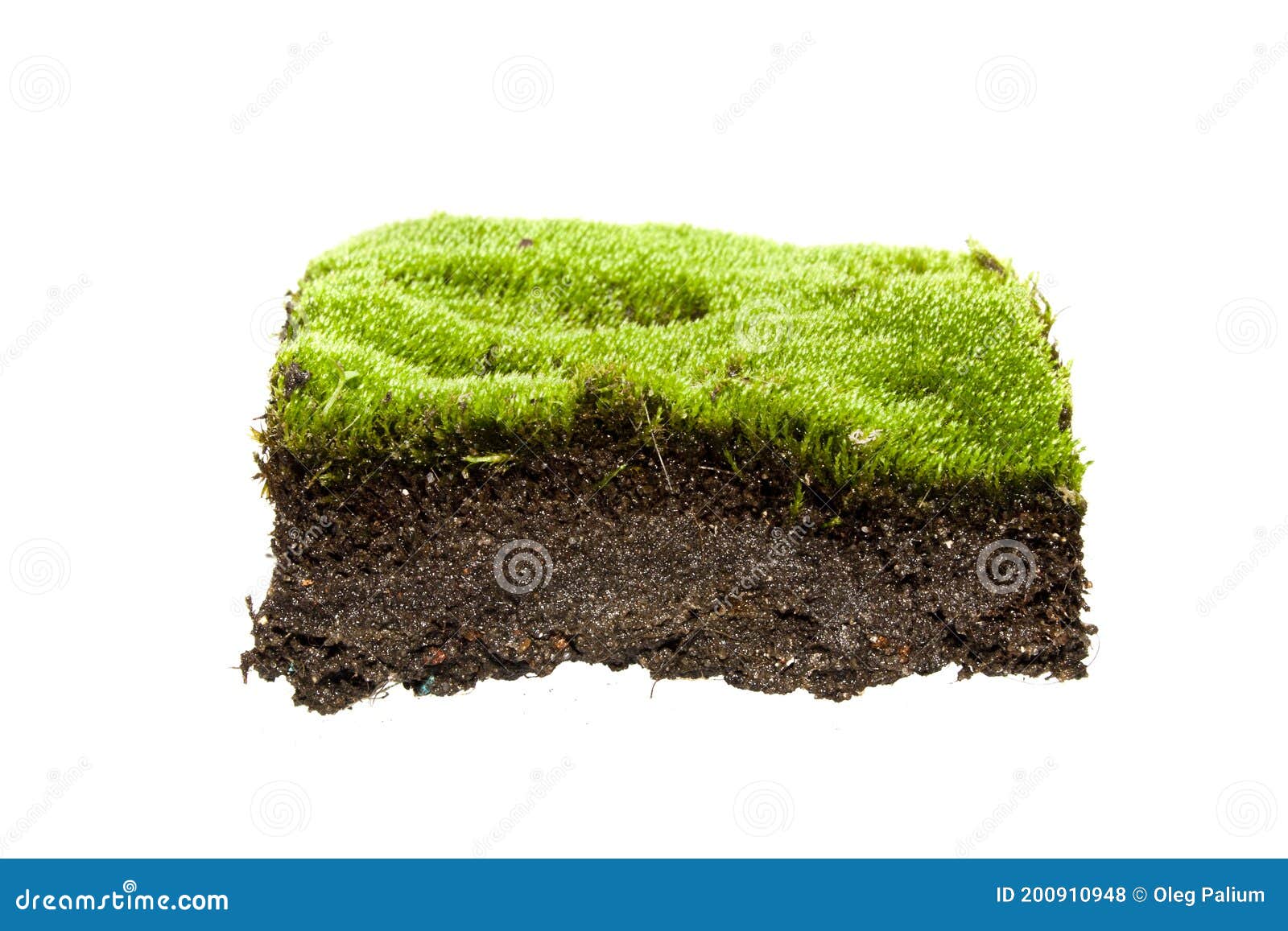 Moss Isolated on White Background Stock Photo - Image of detail, color ...