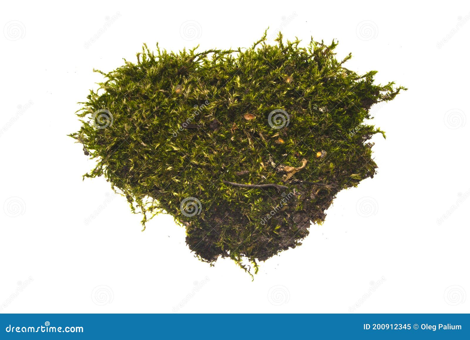 Moss Isolated on White Background Stock Image - Image of growth, close ...