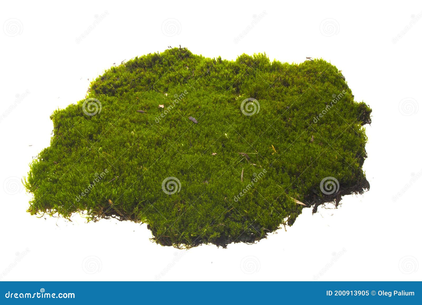 Moss Isolated on White Background Stock Image - Image of closeup ...