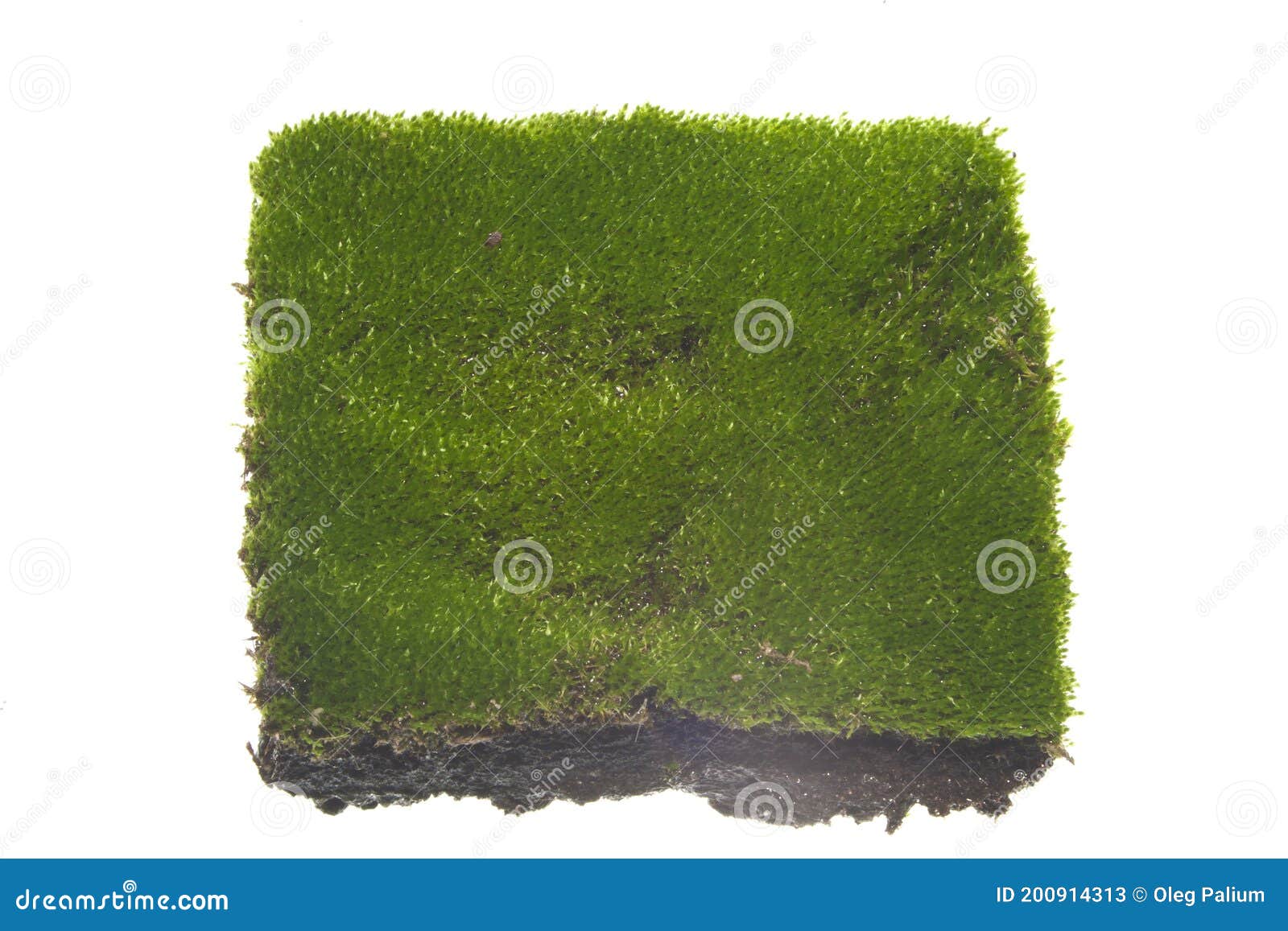 Moss Isolated on White Background Stock Image - Image of growth ...