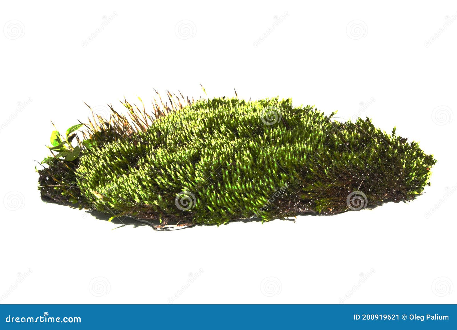 Moss Isolated on White Background Stock Image - Image of growth, forest ...
