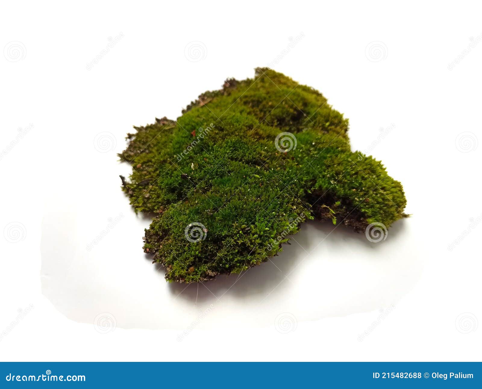 Moss Isolated on White Background Stock Photo - Image of damp, macro ...